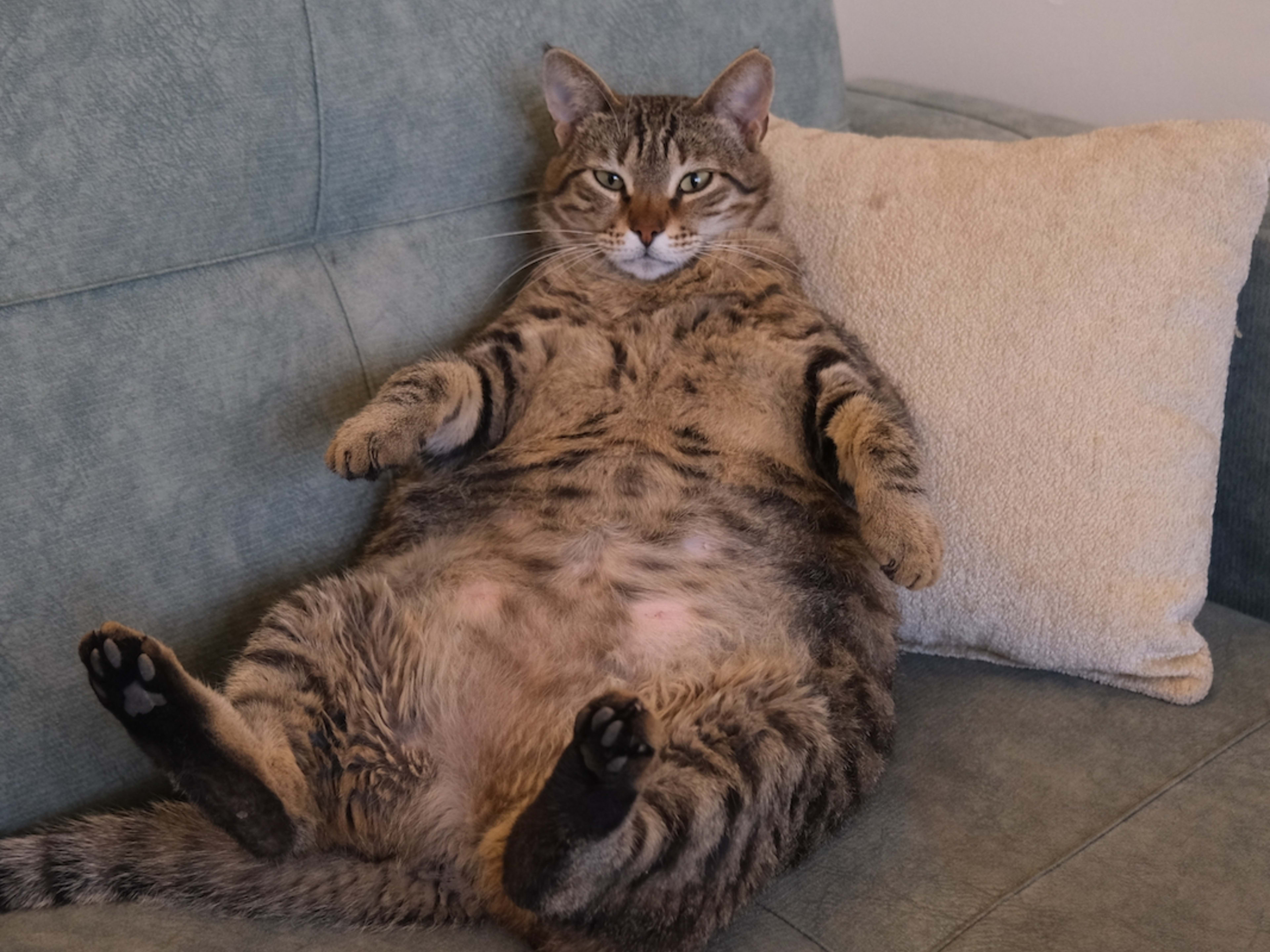 Ohio State University's Clinical Trial for Obese Cats Gets Hilarious ...