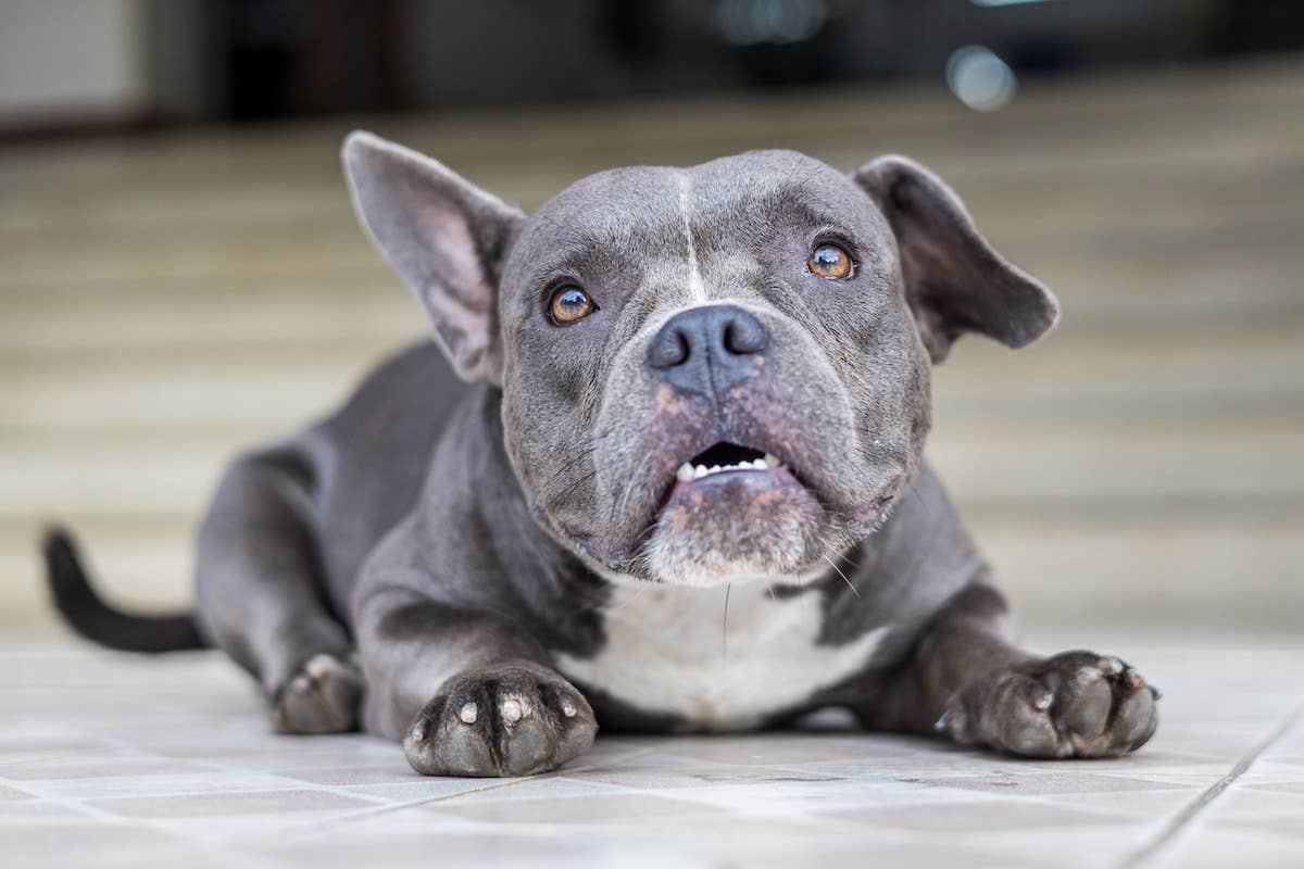Pit Bull