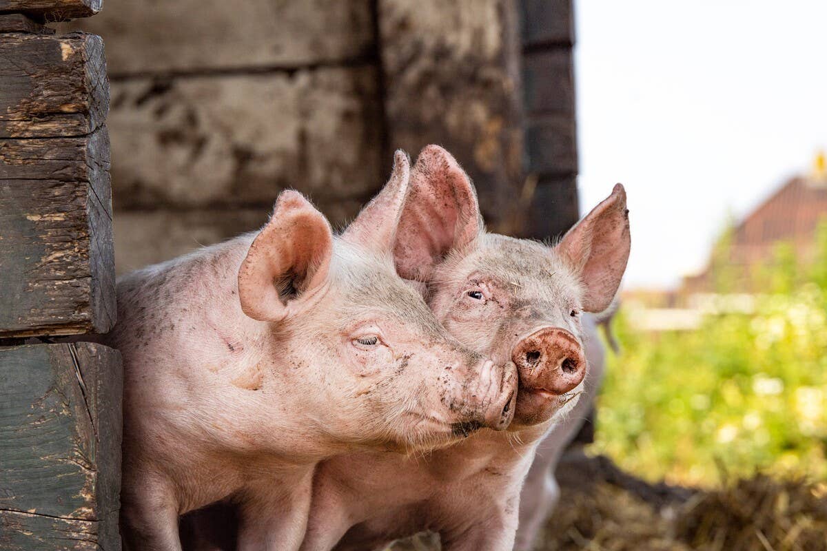 Rescue Pigs Strike Up Unlikely Romance and the Sweetest Barnyard Love ...