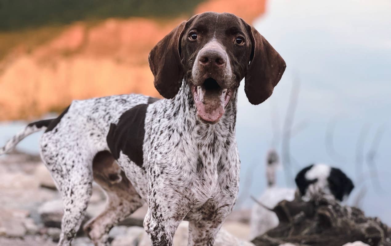 German Shorthaired Pointer