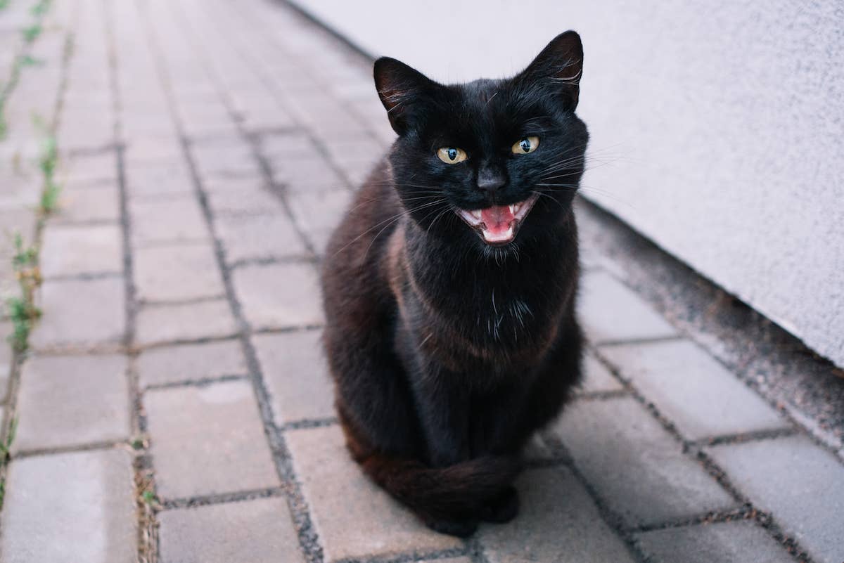Pet News