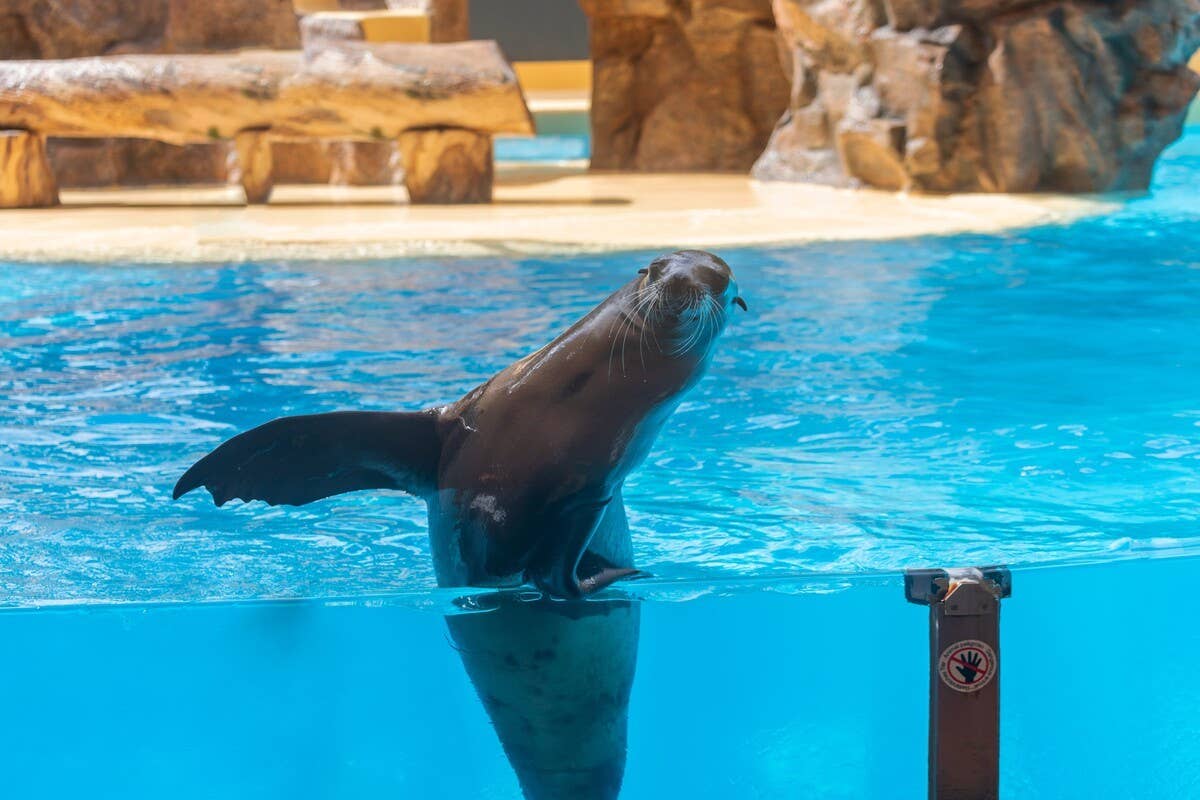 Sea Lion Sweetly Waves to 'Fans' Like a Human After Learning From Their ...