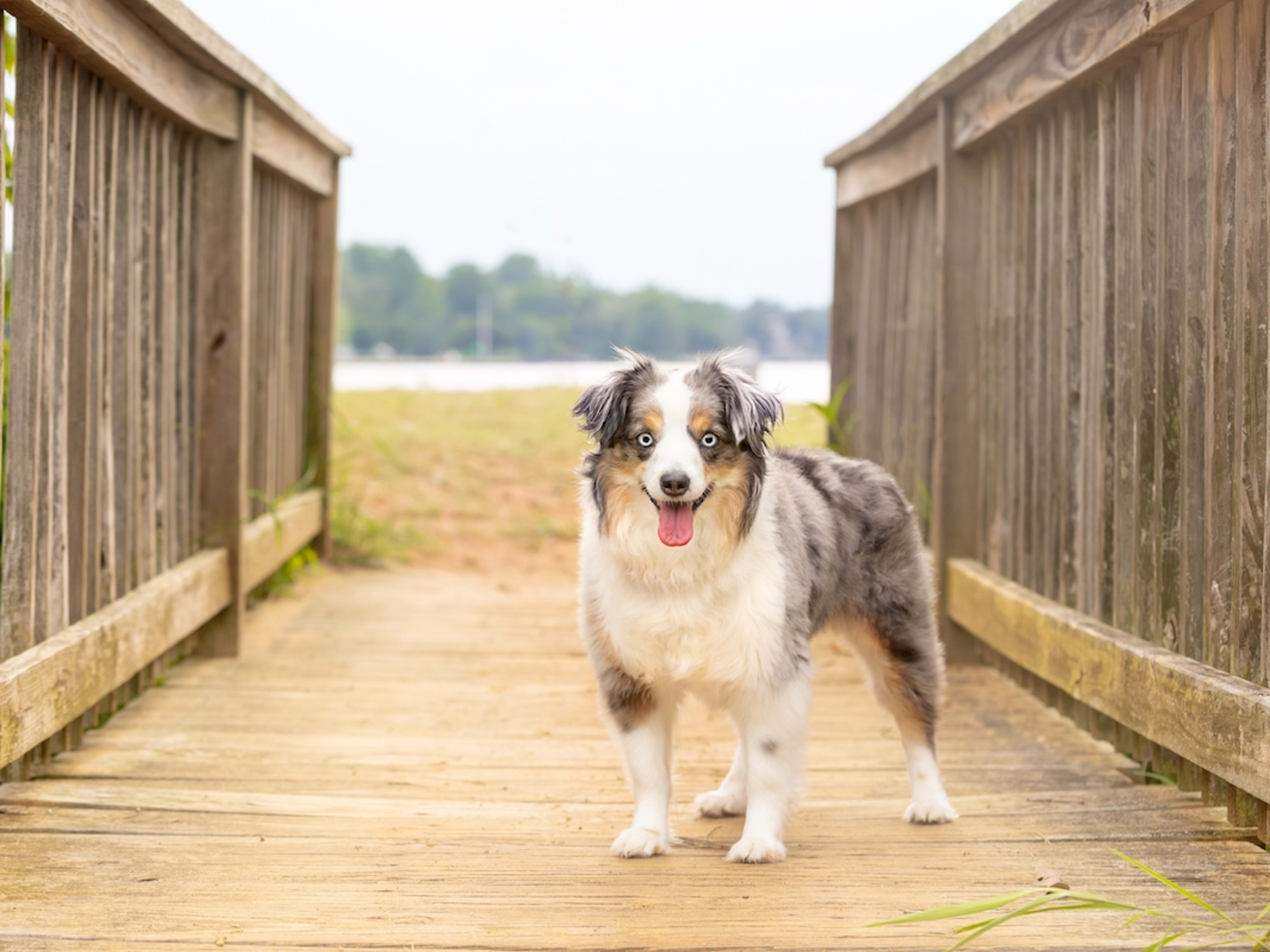 Aussie Shepherd Hilariously Reenacts Mom's Fall on Trail Every Time ...