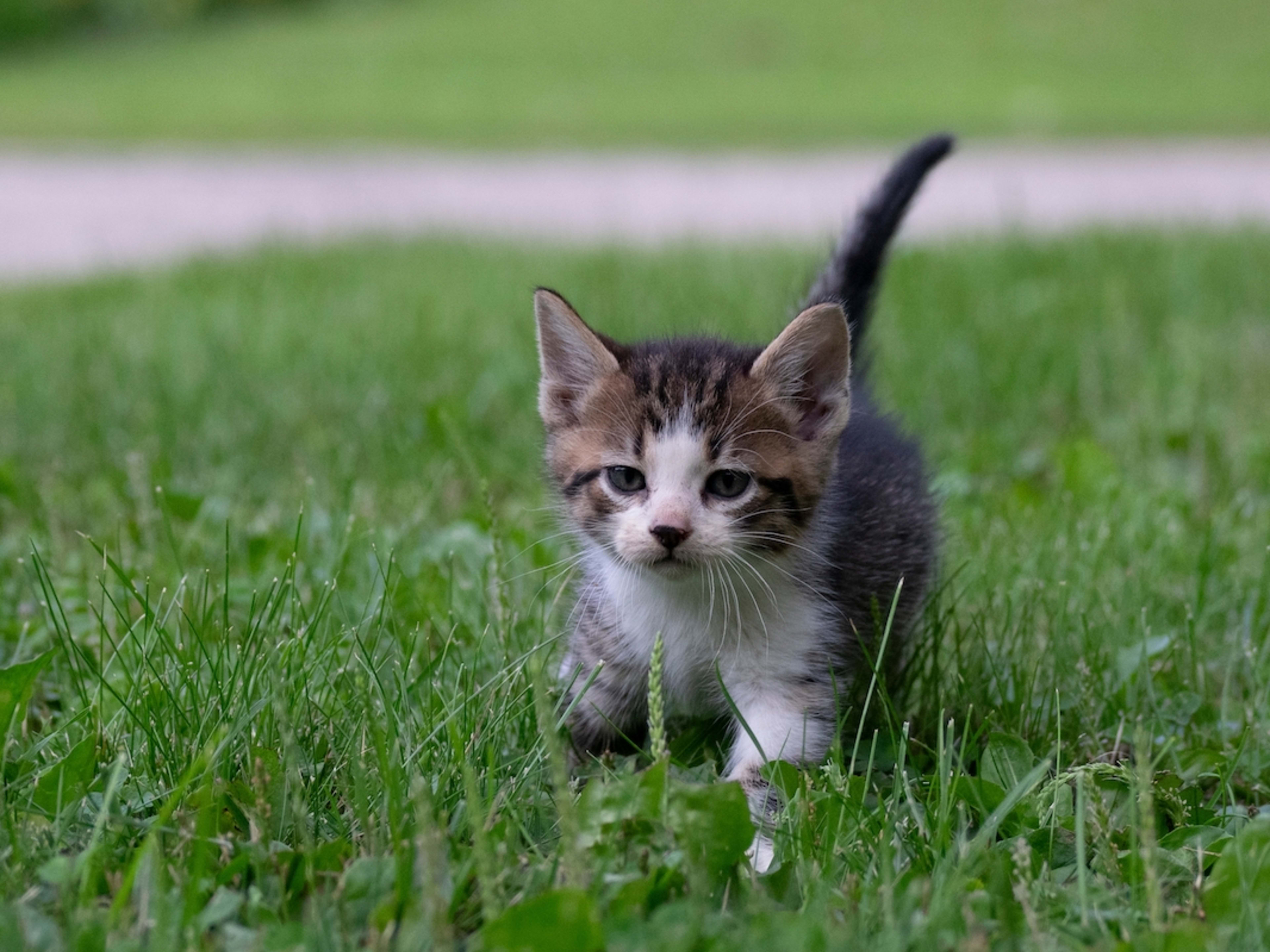 Tiny Stray Kitten Walks Straight Into His Forever Home After Woman Who ...