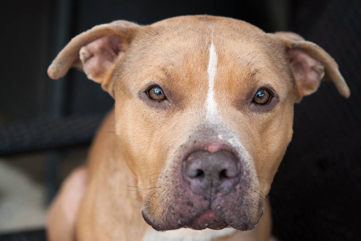 American Bully Caught Digging a Tunnel Under the Fence to Reunite With ...