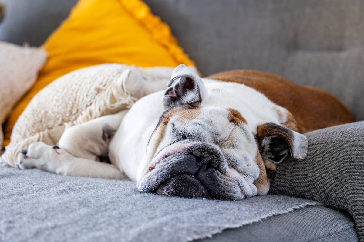 Adorable Video of English Bulldog Snoring Is Making Us All Want ‘That ...