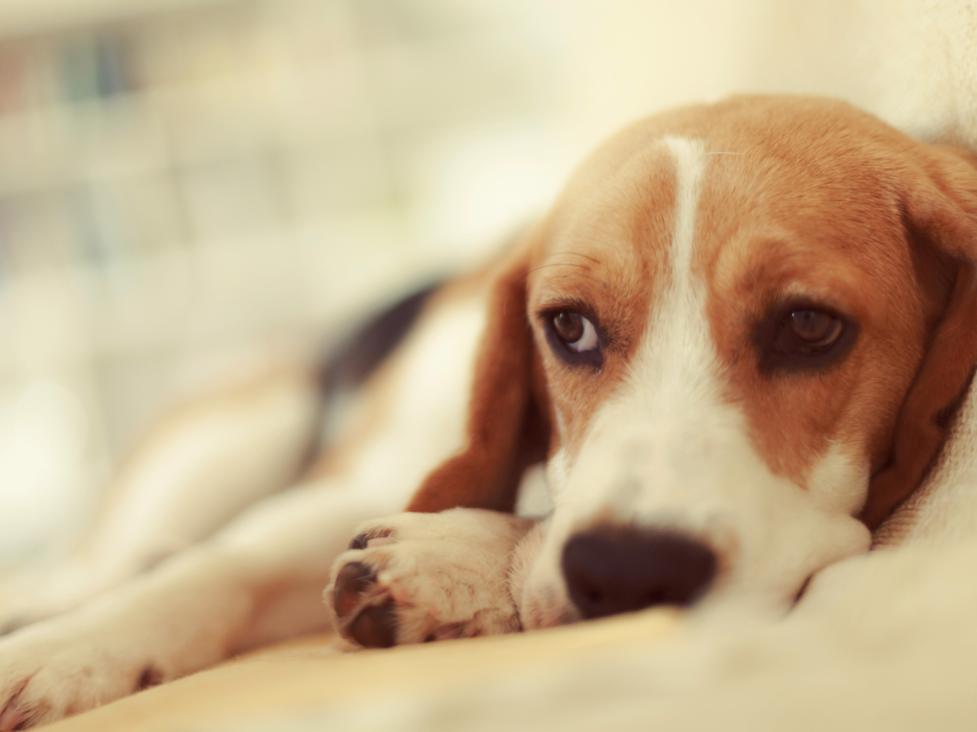 10 Common Signs Your Dog Is in Pain & What You Can Do at Home - PetHelpful