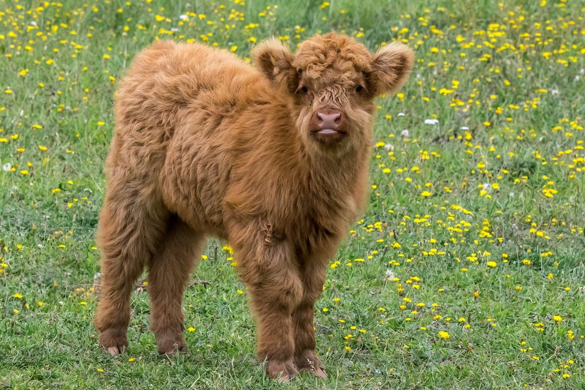 Baby Highland Cow Nicknamed 'Fluff Monster' Totally Lives Up to the ...