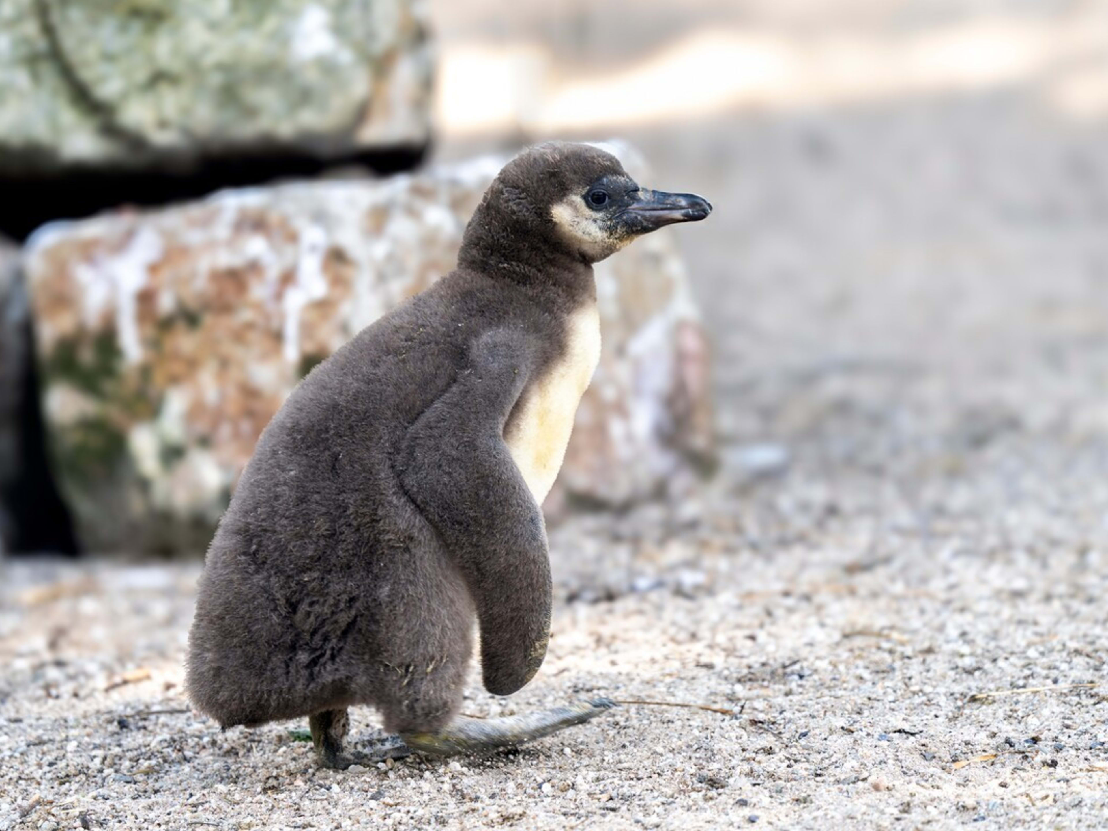 Fluffy Baby Penguin