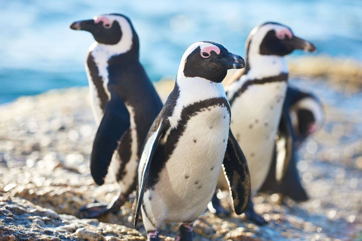 New England Aquarium Creates 'Assisted Living' for Senior Penguins ...