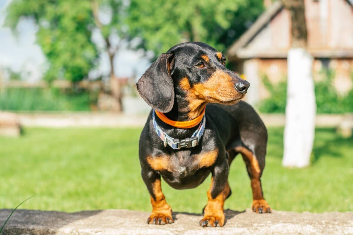 Black Mini Dachshund