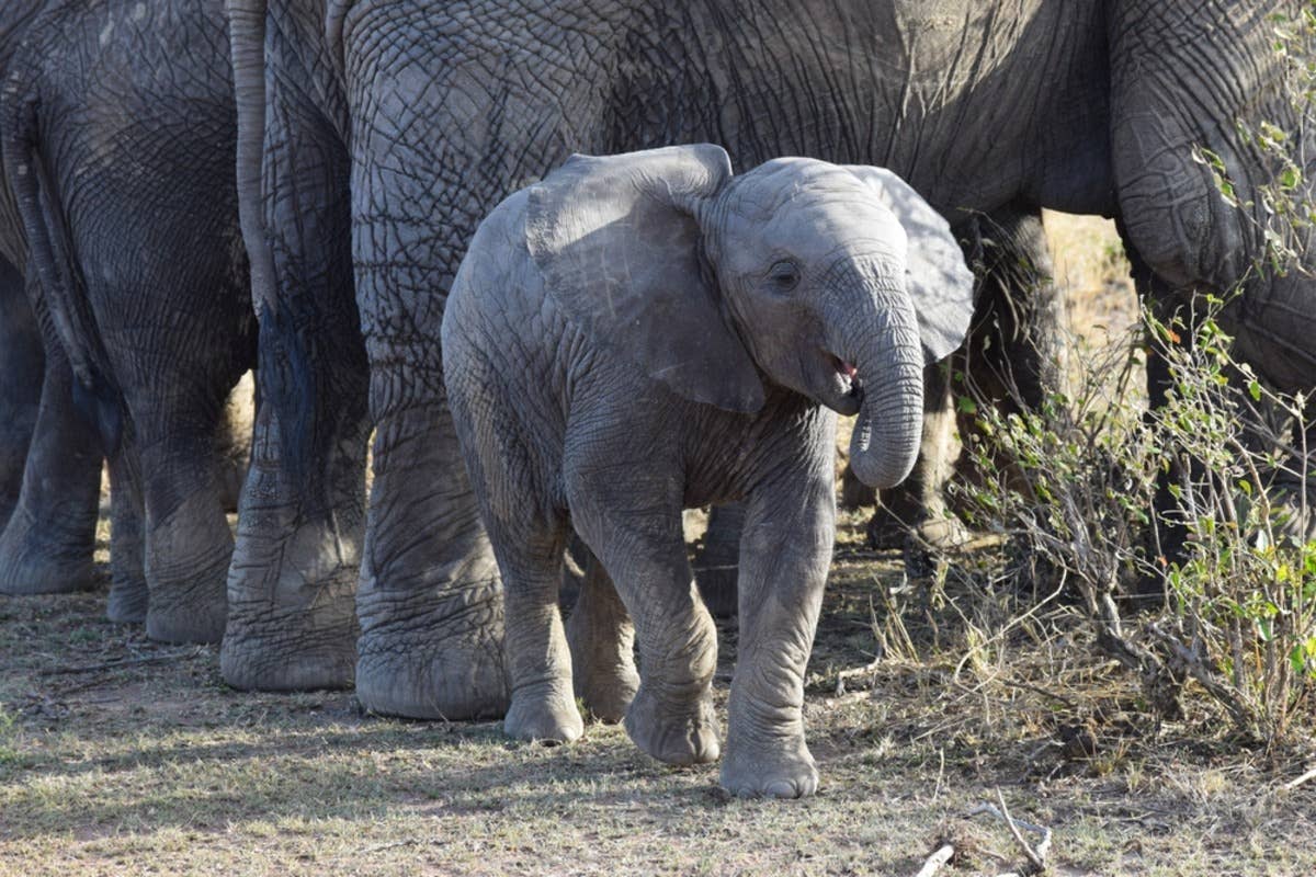 Smithsonian National Zoo Welcomes First Baby Elephant Born There in 25 ...