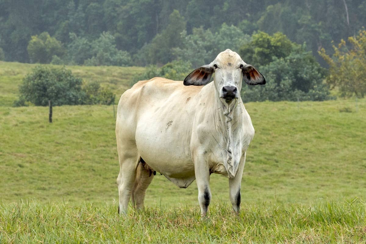 Brahman Cow Constantly Seeking Attention Is Too Cute to Say No To ...