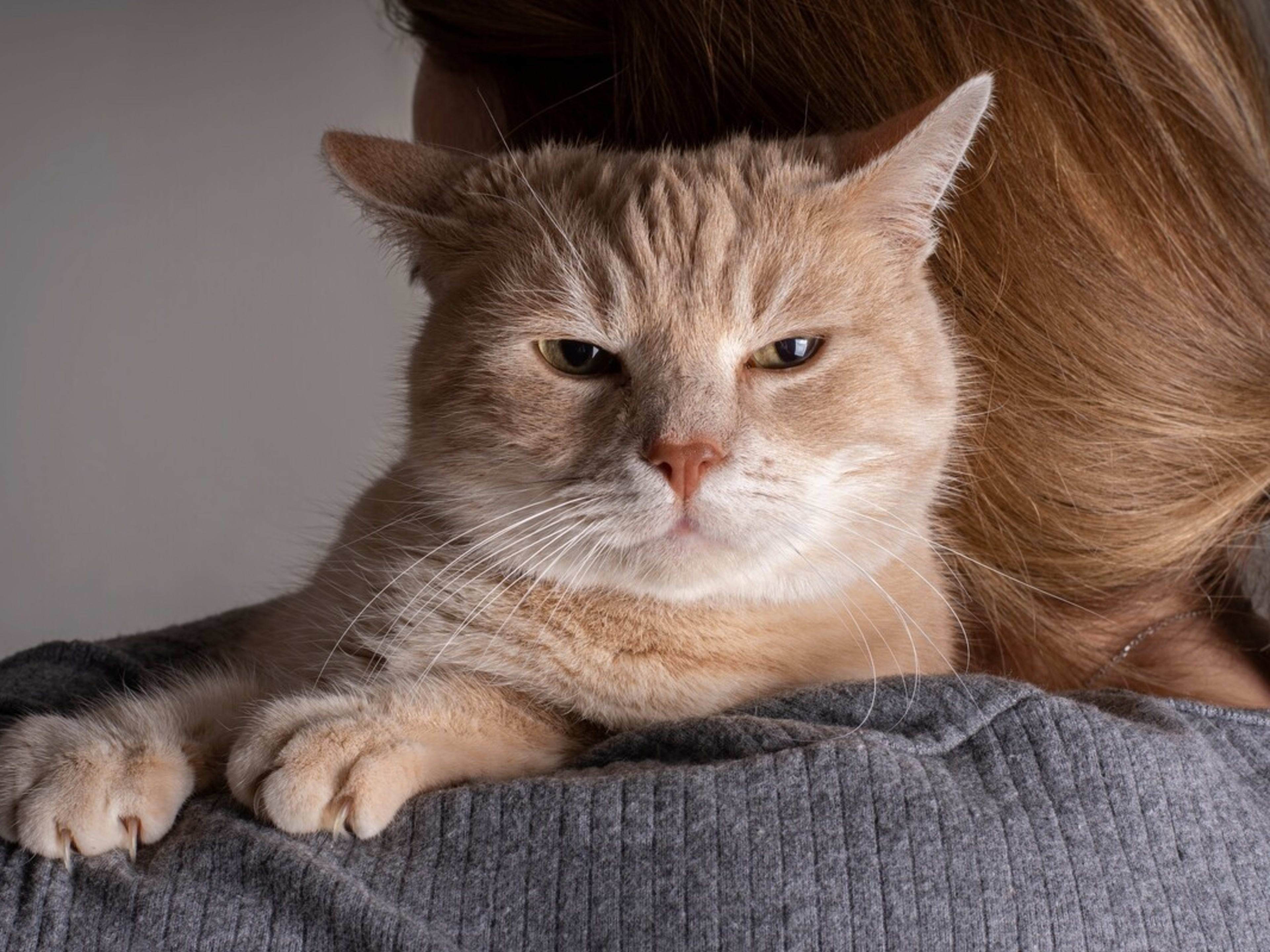 Orange Cat Steals Mom's Flaming Hot Snack, Then Smacks Her When He ...