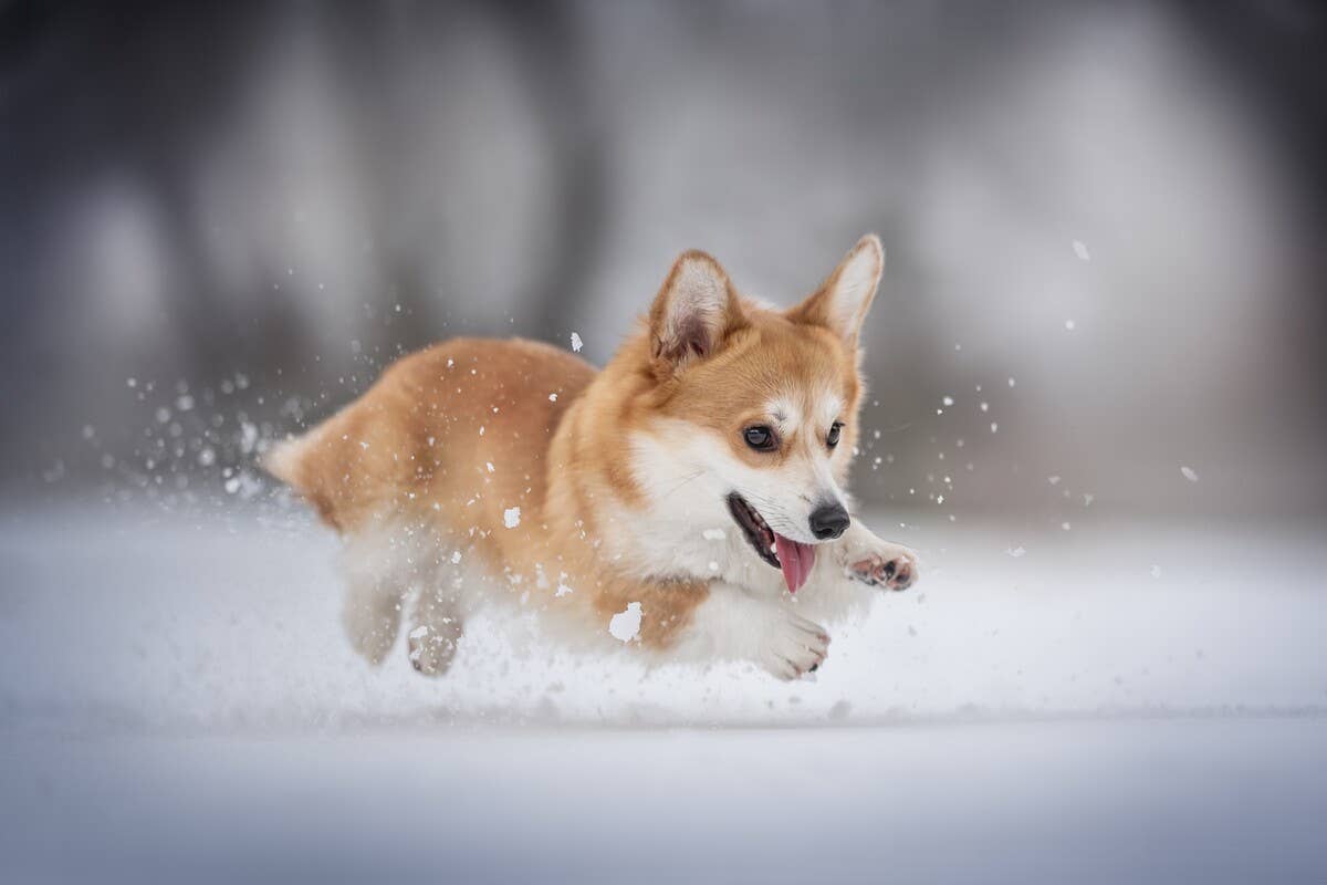 Famous Corgi's Epic Grunts While Doing Zoomies in Snow Exceed All ...