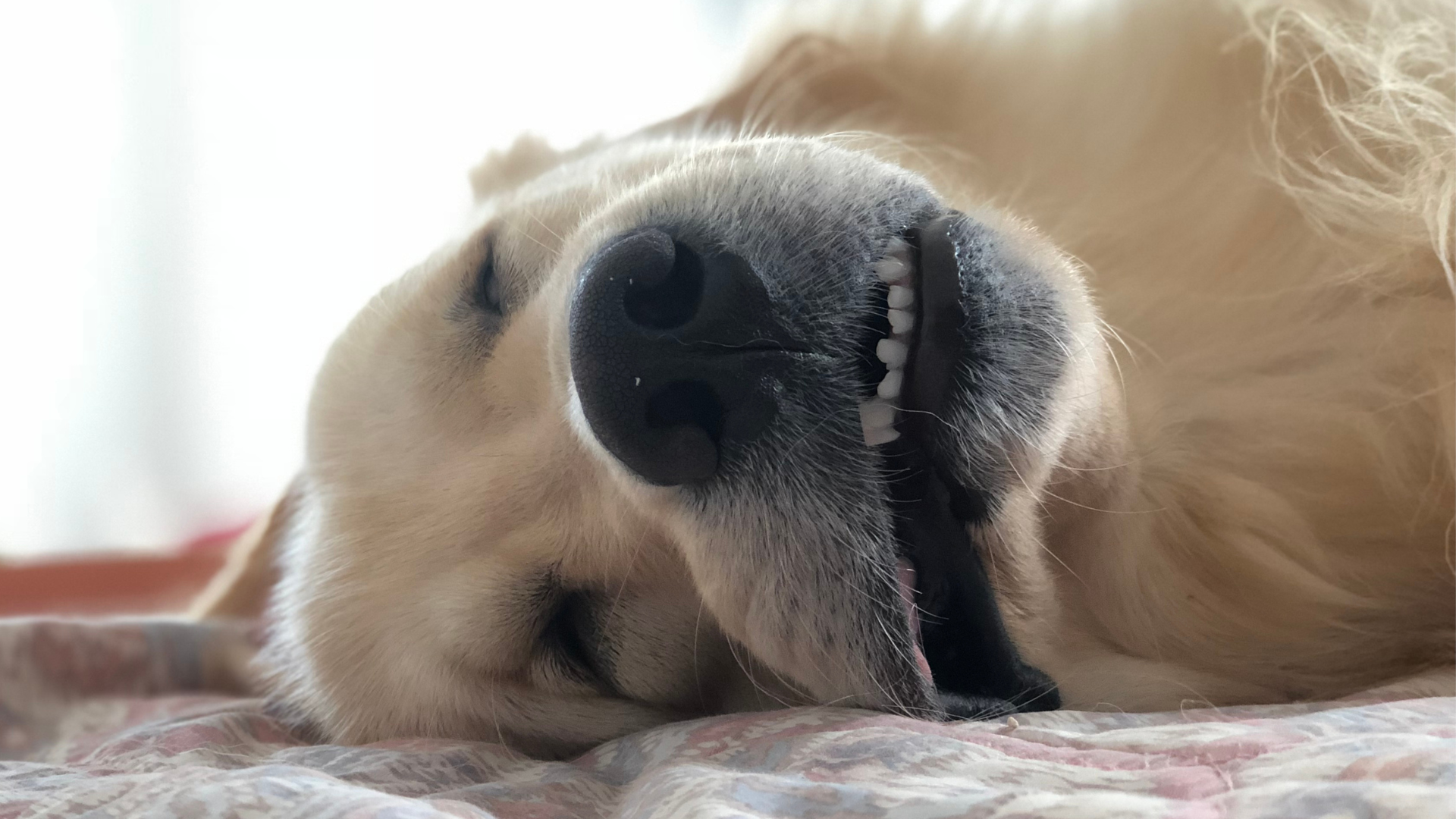 Golden Retriever Sleeping With Owner
