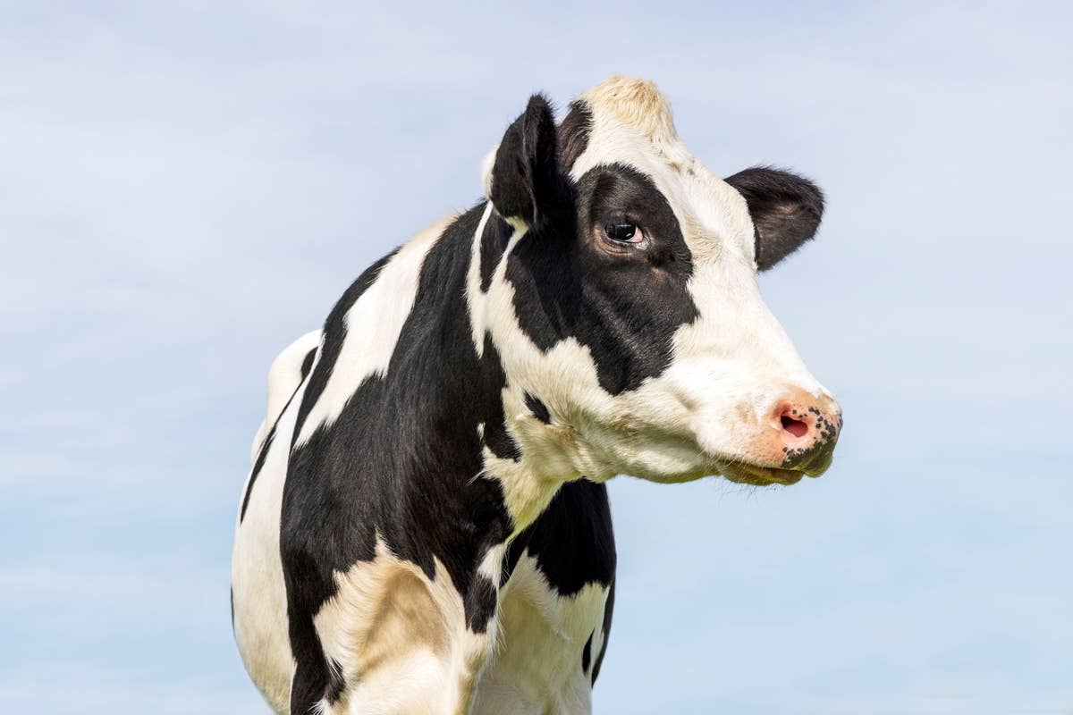 Adorable Scrunchie-Wearing Rescue Cow Lives for Sing-Alongs with Dad