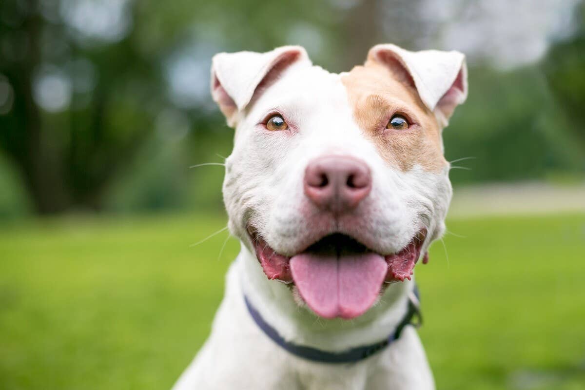 Pit Bulls: Cute Clips, Sweet Stories & Breed Highlights - PetHelpful