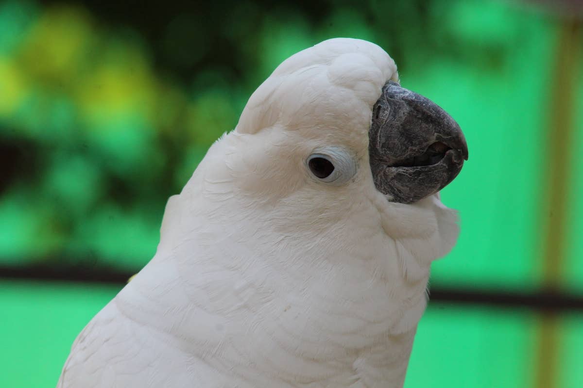 Funny Cockatoo's Post-Potato Celebration Is the Content We're Here For
