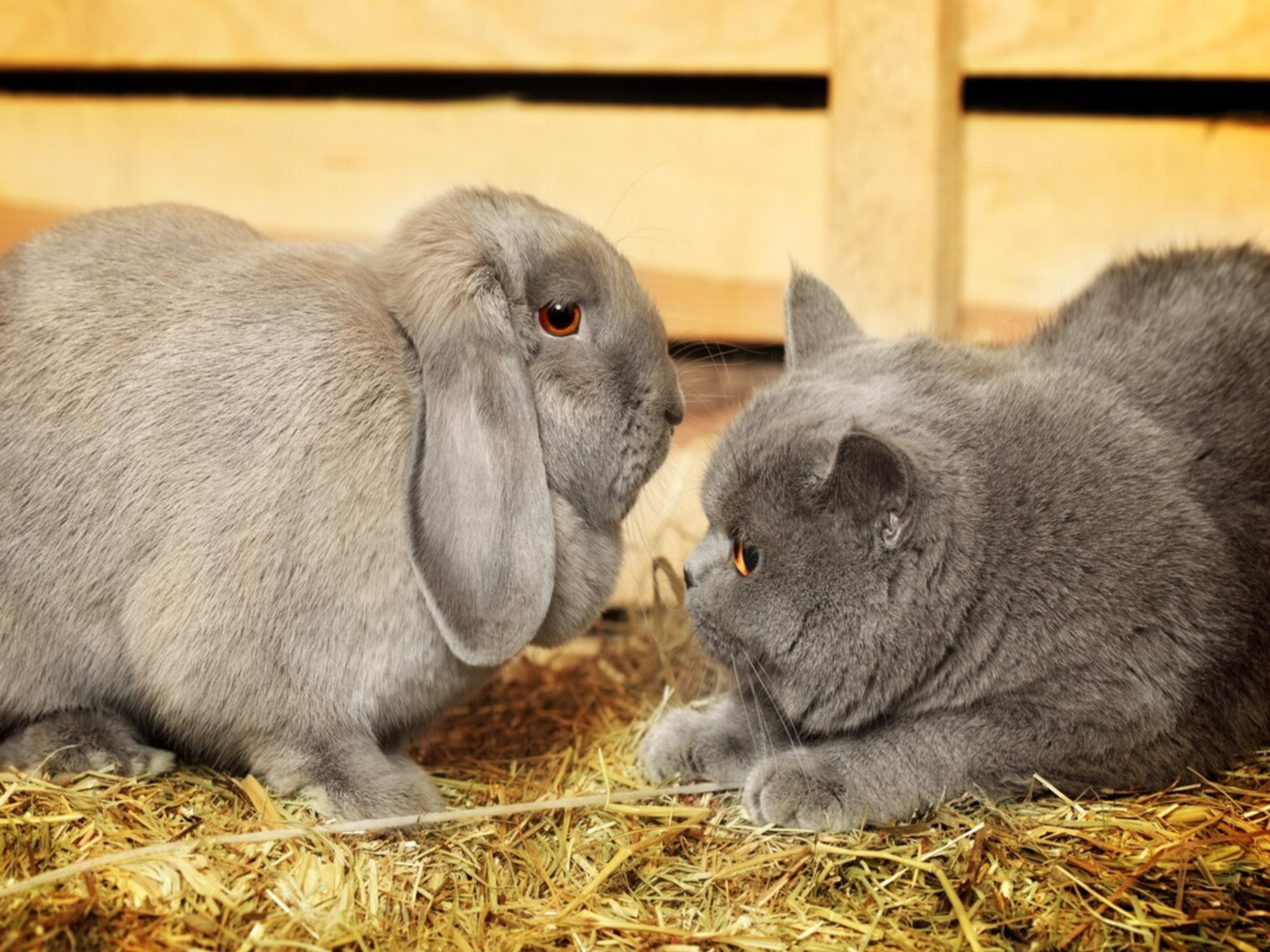 British Shorthair Cats Meet Famous Giant Rabbit at Pet Expo and a ...