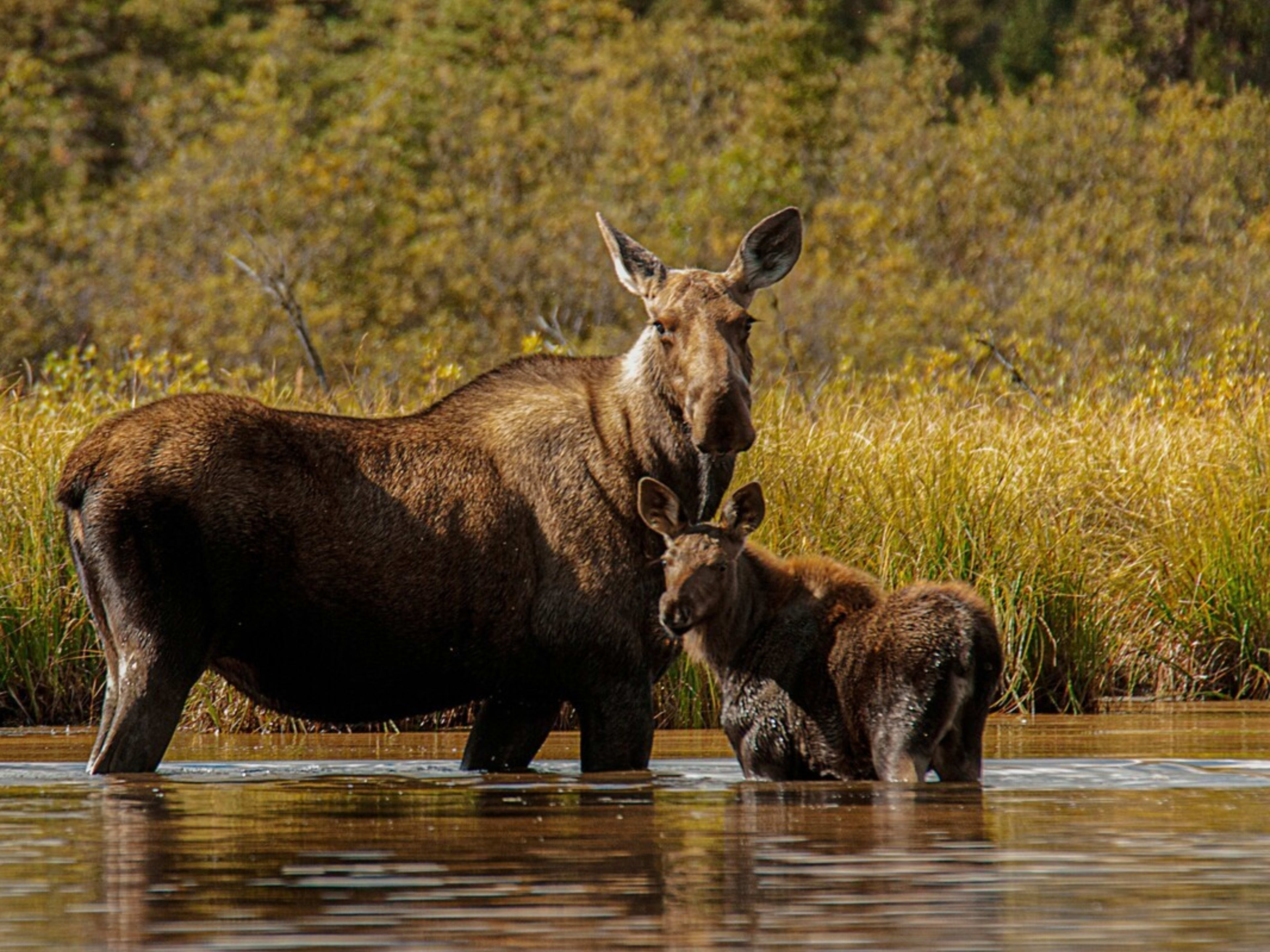 Mama Moose Splashing Around in the River With Her Baby Is Full of ...