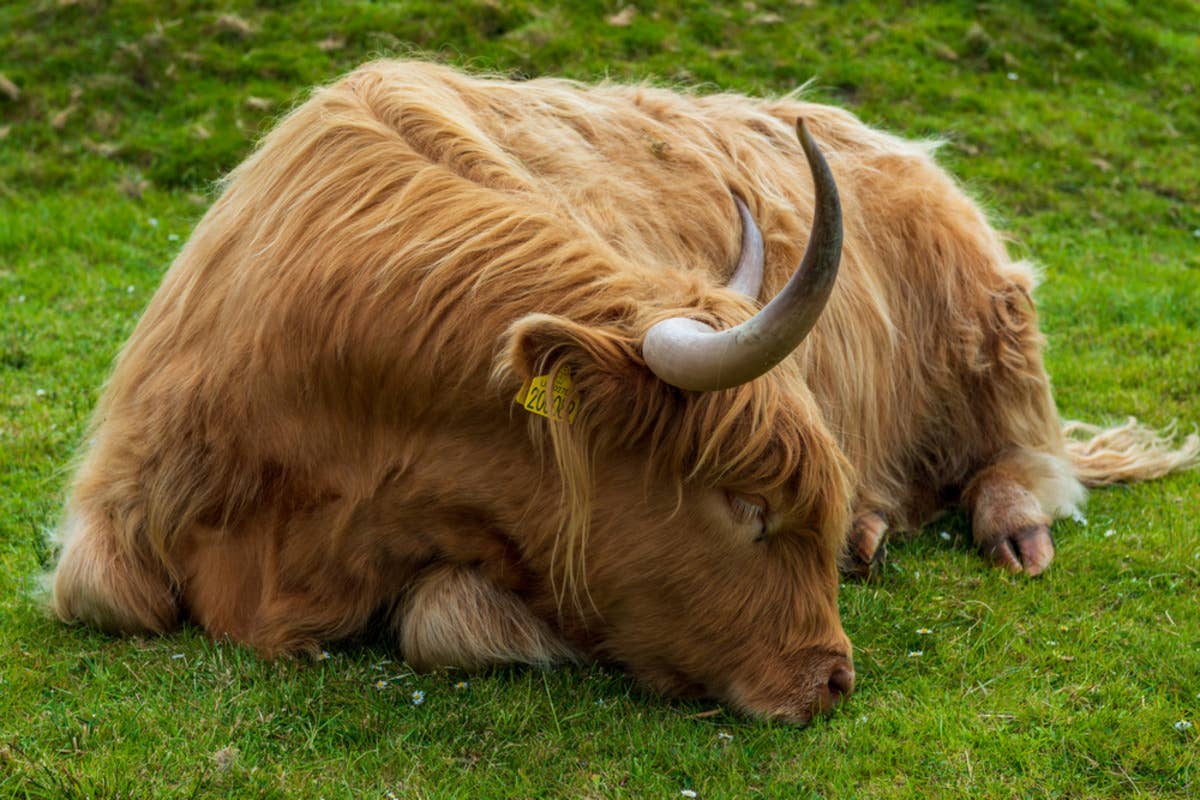 Country Music Star’s Wife Has to Sweetly ‘Scratch’ Their Highland Cow ...