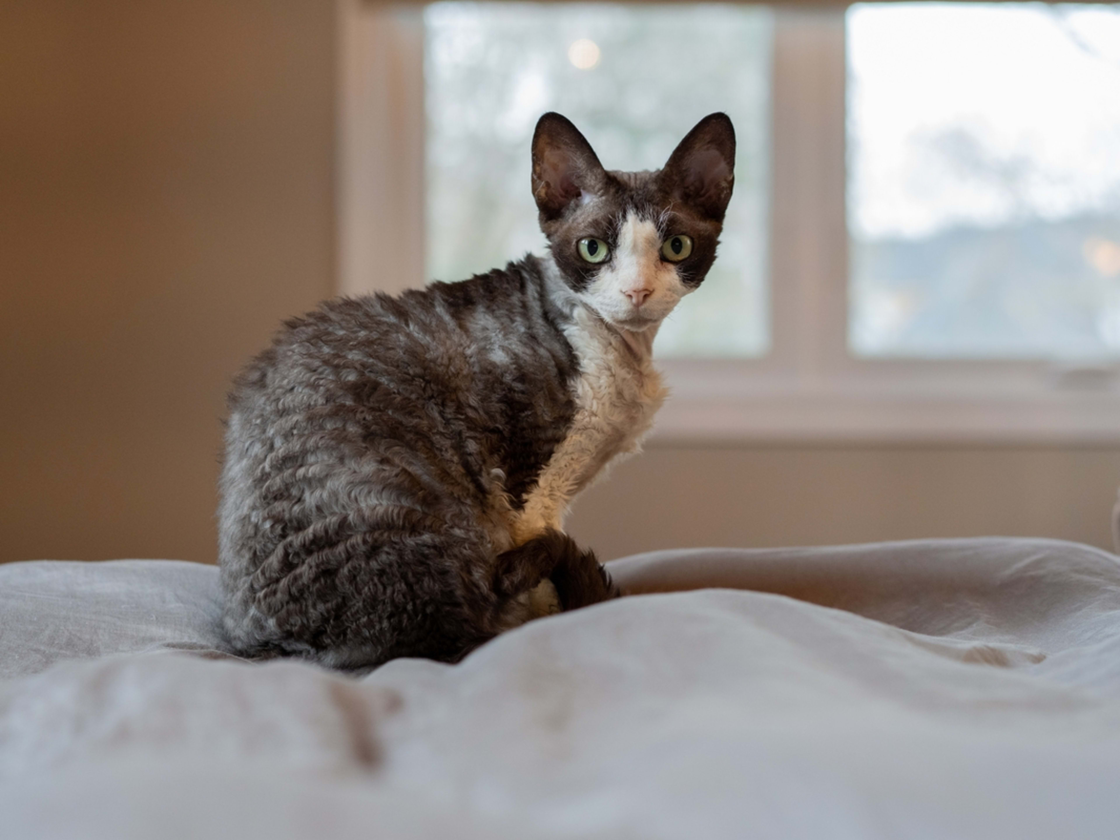 Everyone is Too Obsessed with Calico Devon Rex Wearing a Hat to Notice ...