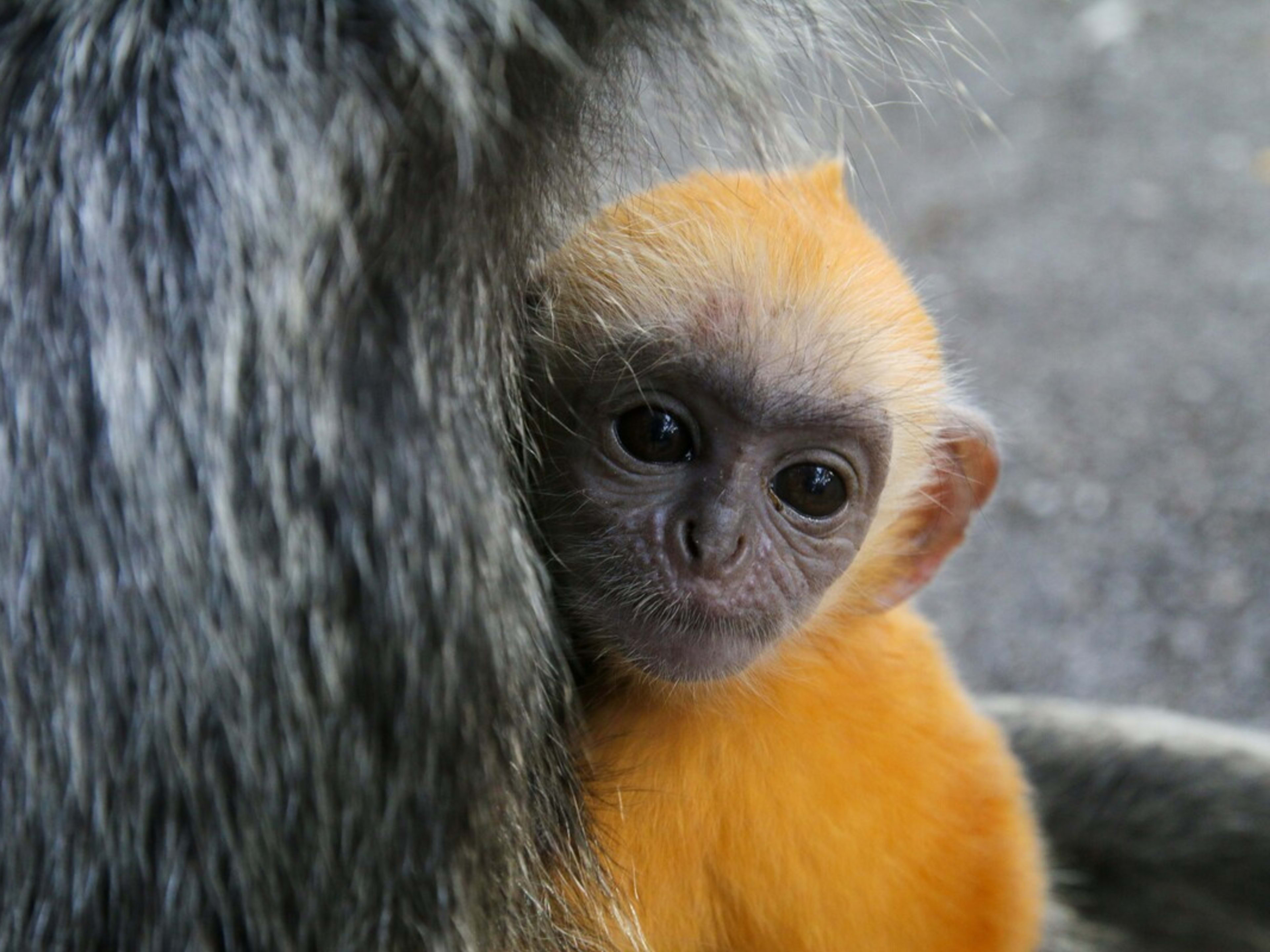 Baby Silvered Langur Monkey Born at Bronx Zoo Is So Cute People Can't ...