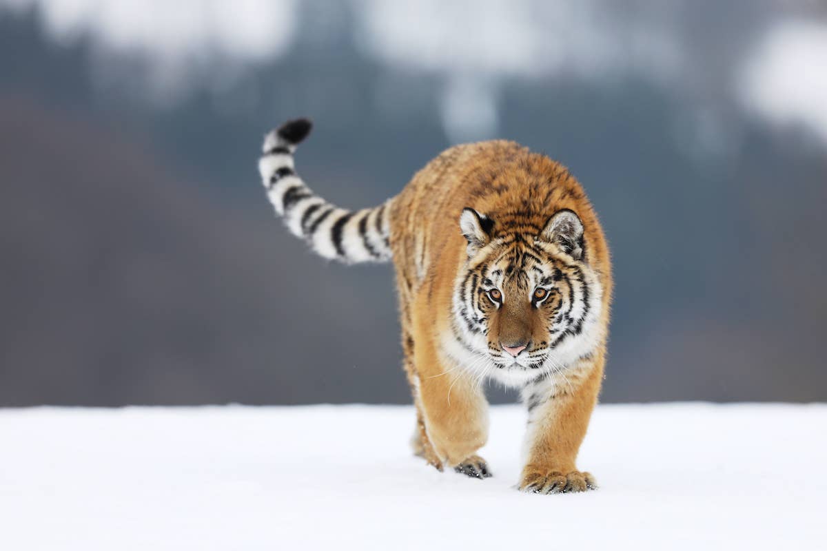 LSU Mascot Tiger Playing in Rare Louisiana Snow Delights Students on ...