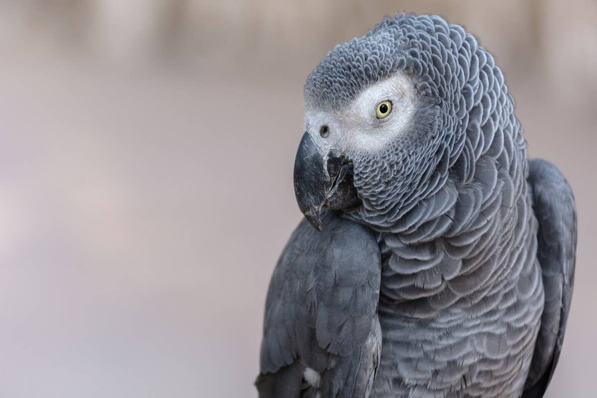African Grey Parrot's Cute Way of Calling the Cats Is So Endearing