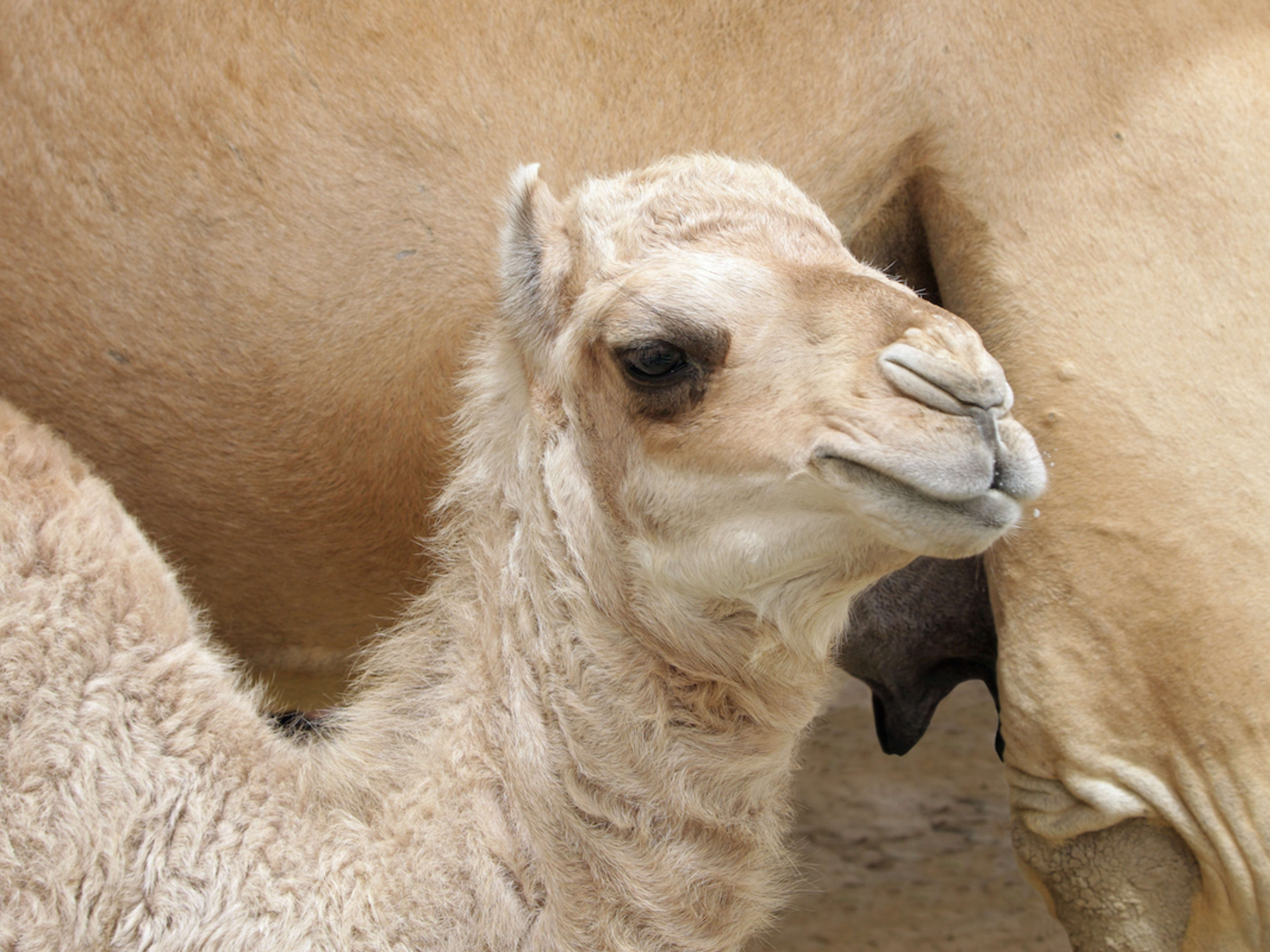 Rare White Baby Camel Born at Tennessee Safari Park Has Everyone ...