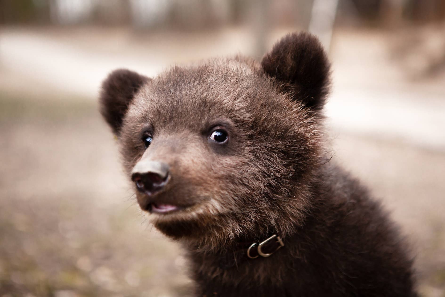 Bold Black Bear Cub Drinking Coffee From Man's Mug on Mountain Porch is ...
