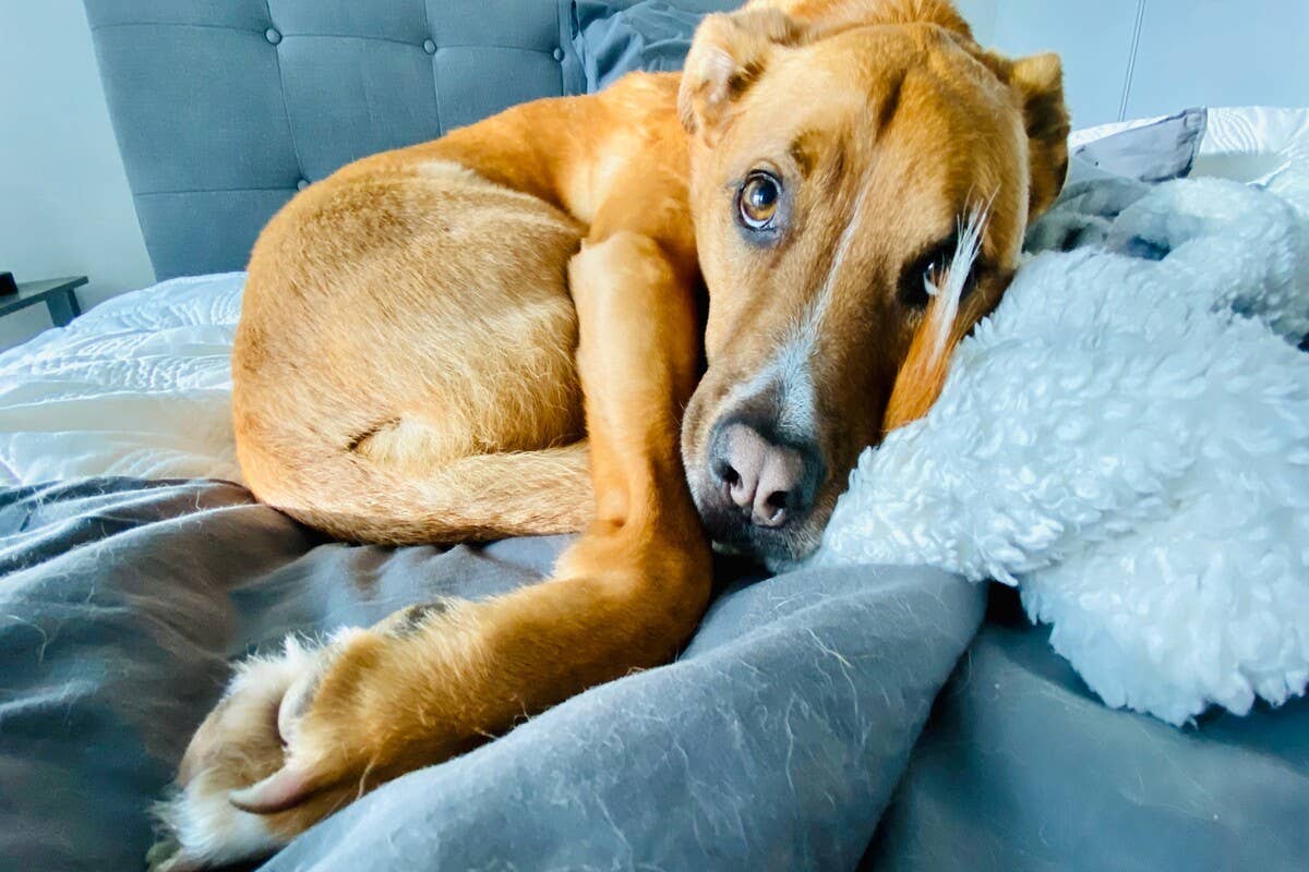 Rescue Dog 'Hugs' Dad Like a Little Human Out of Pure Gratitude and ...