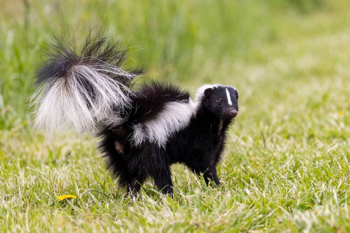 Skunks - PetHelpful