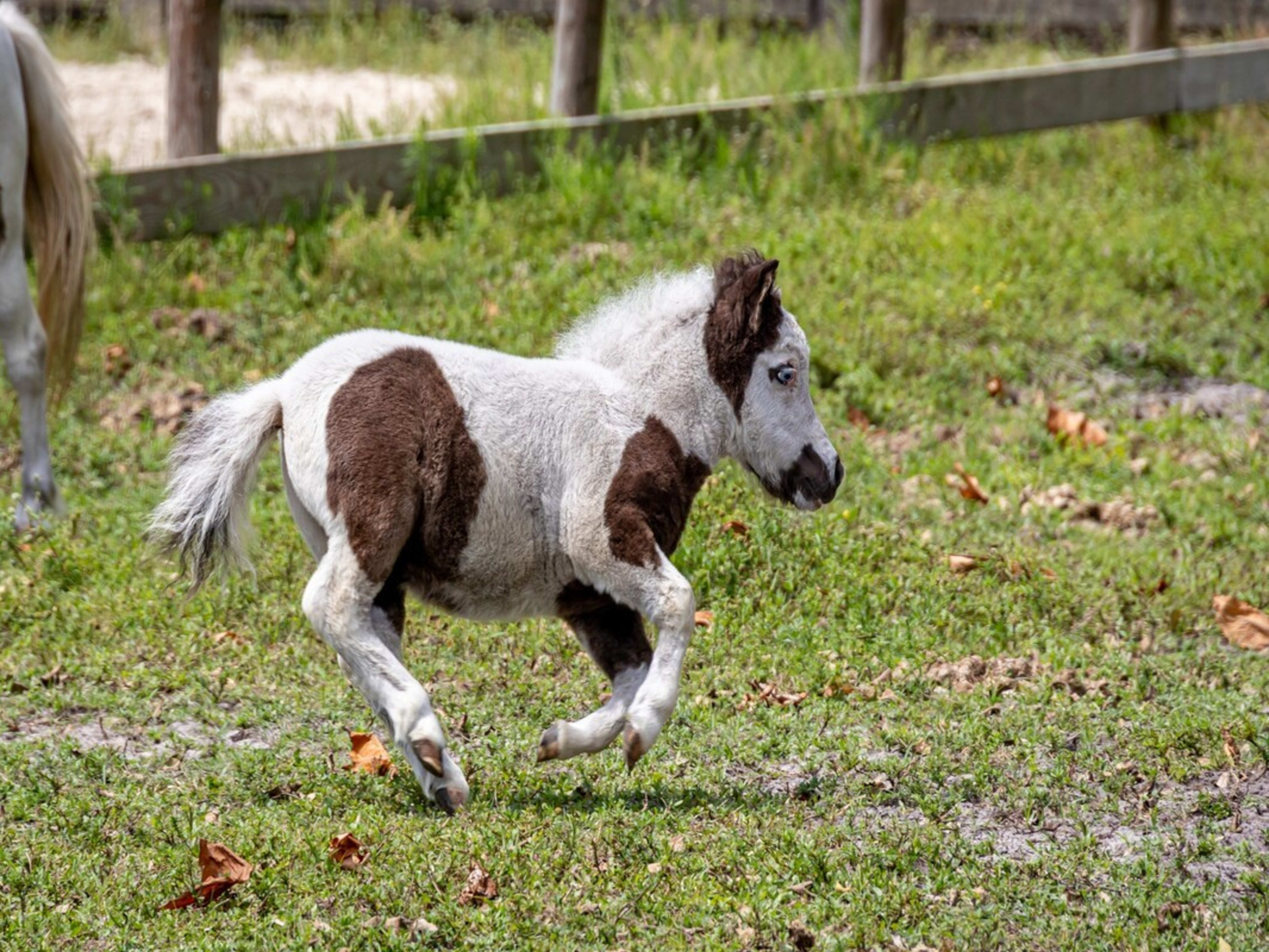 Itty-Bitty Miniature Pony Running With His Massive Horse Bestie Has ...
