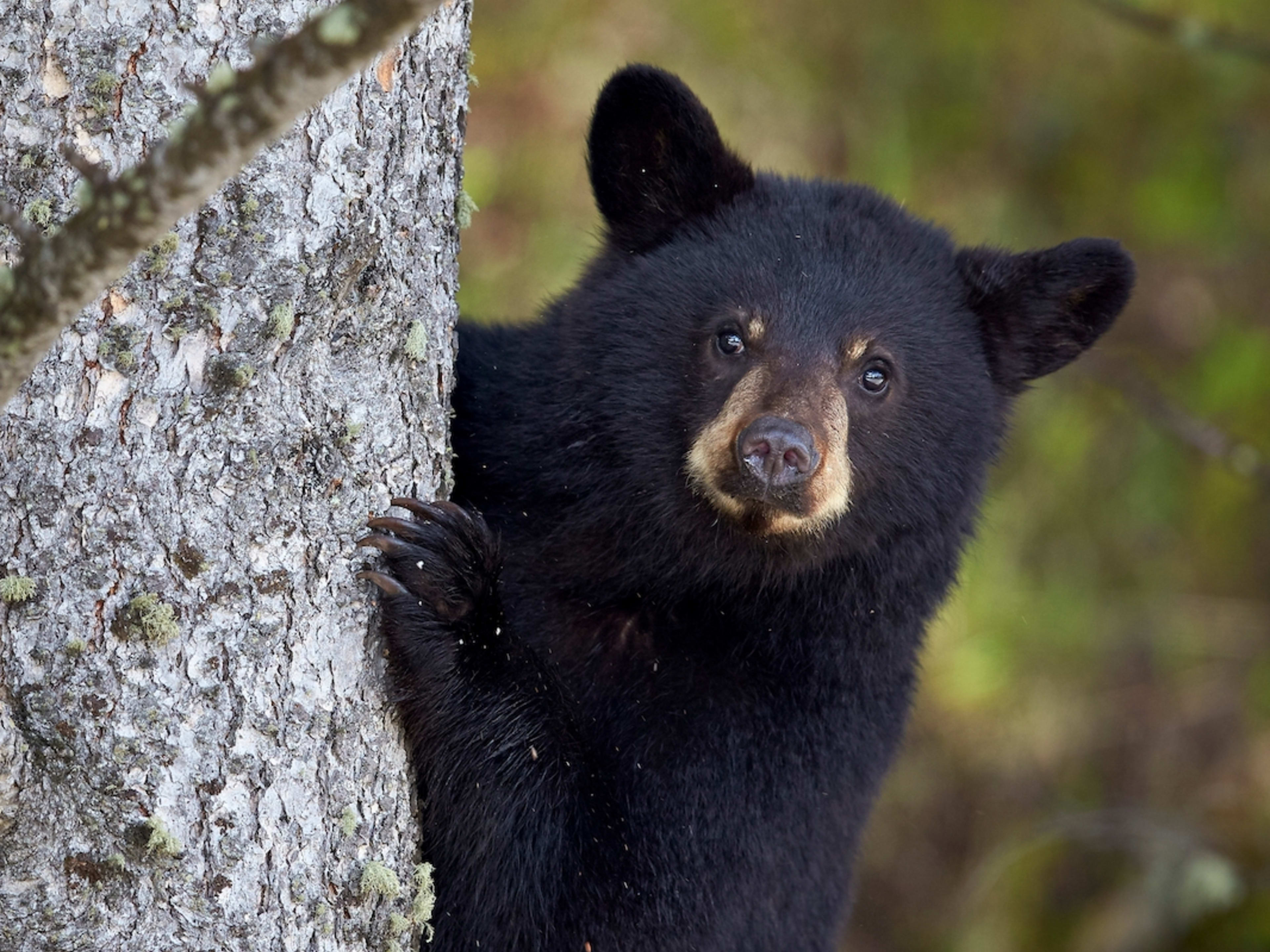 black bear chomping teeth