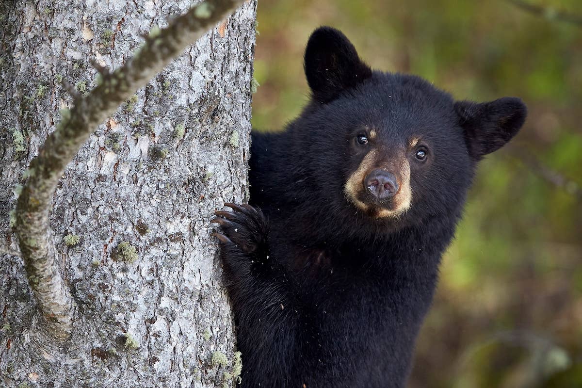 Brave 'Bear Whisperer' Petting Wild Black Bears Has Viewers Awestruck ...
