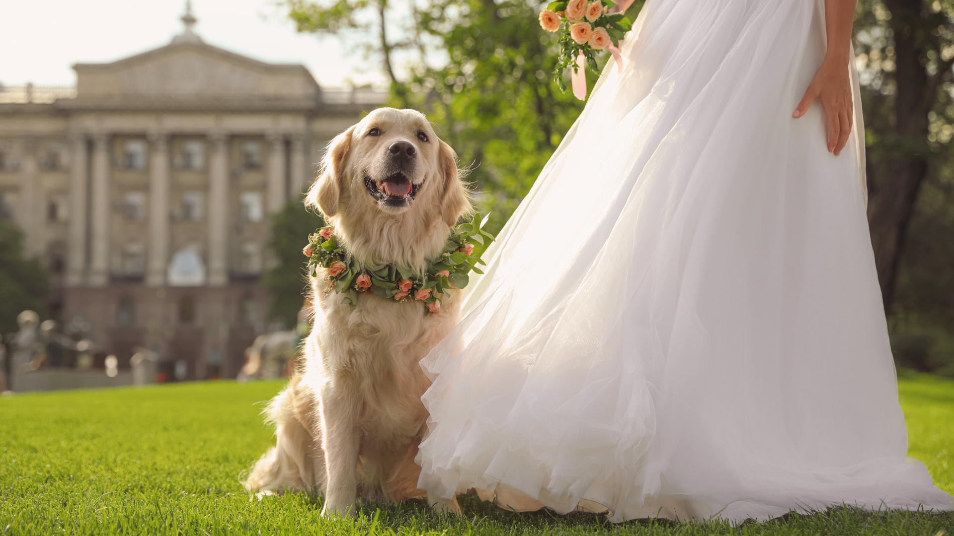 Golden retriever wedding 60 photos - Vianawedding.com