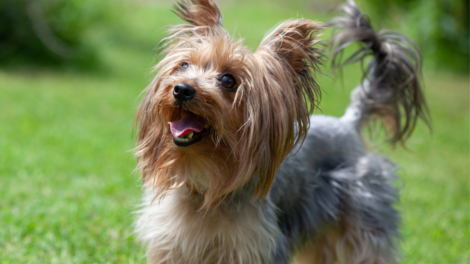 Yorkie Pitbull Mischling