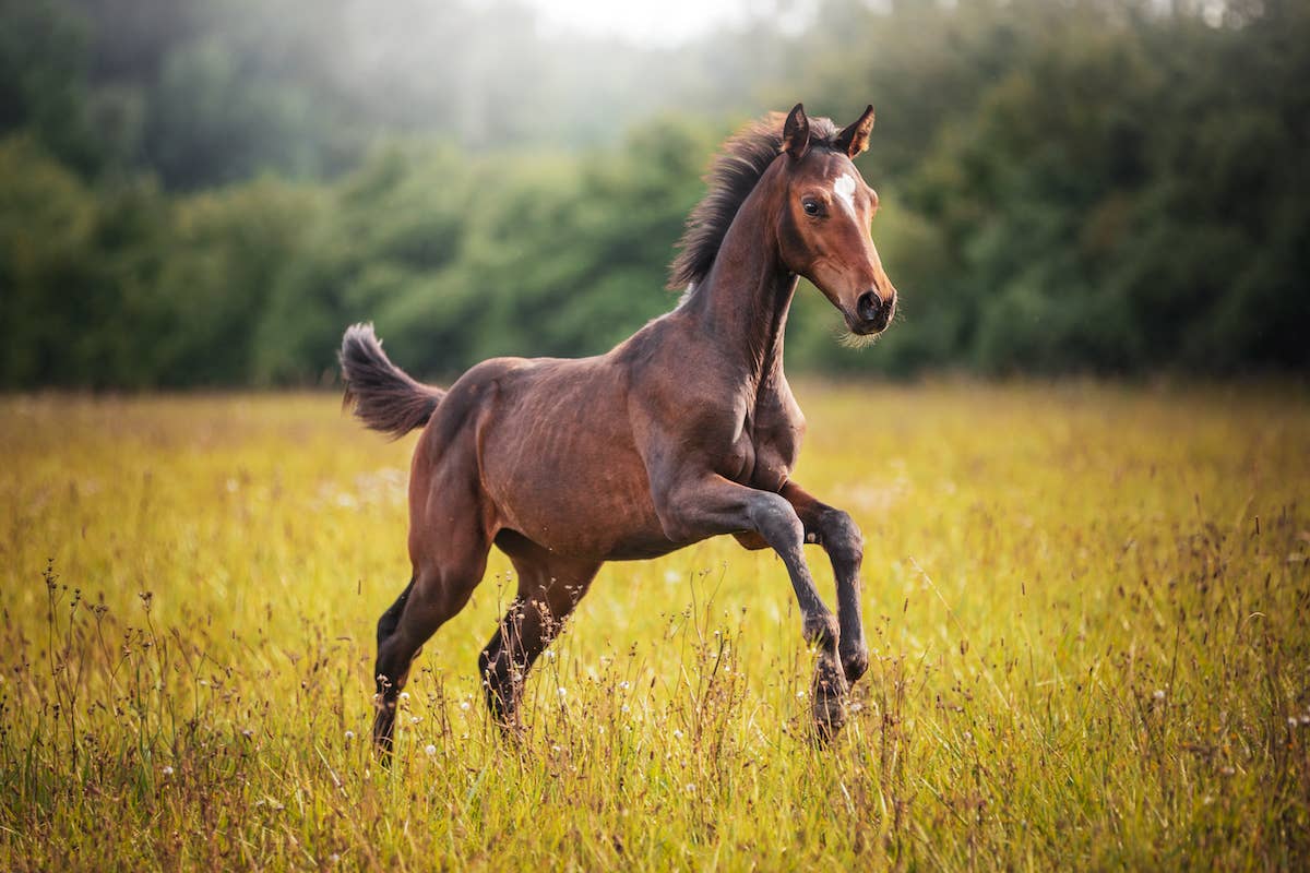 Foal