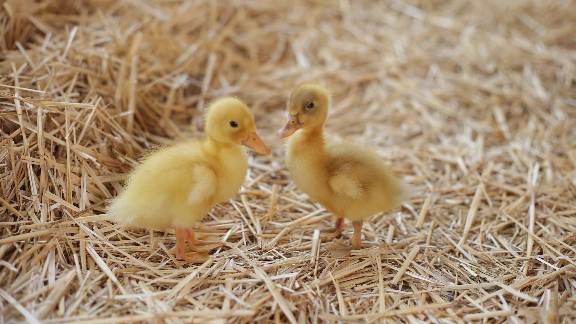 Ducklings