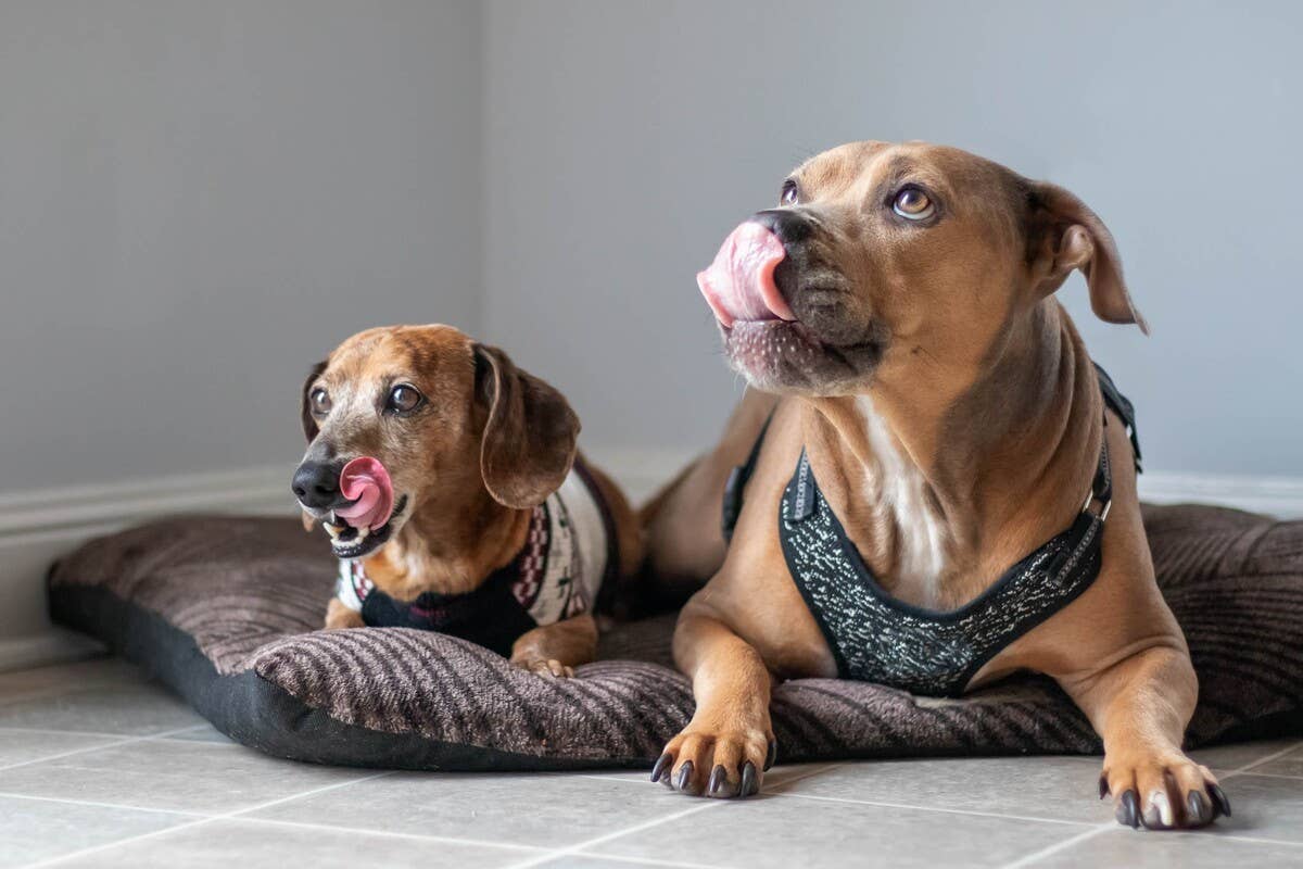 Dachshund Pitbull Mix WELCOME HOME! 🏠 Meet Our Newest Old Friends!