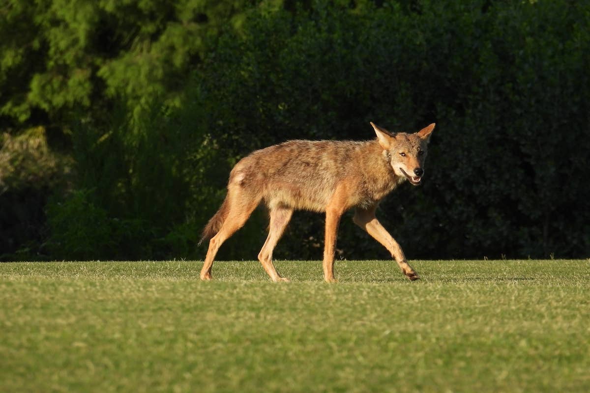 Coyote Spotted Stealing a Ball Off a Golf Course in Canada Just Wanted ...