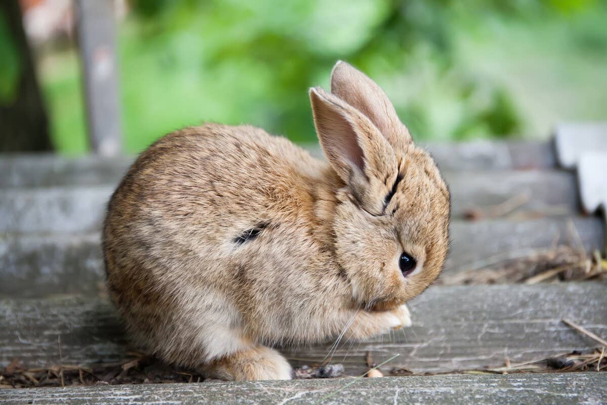 Tiny Rabbit ‘Washing Her Hair’ Is Total Cuteness Overload - PetHelpful