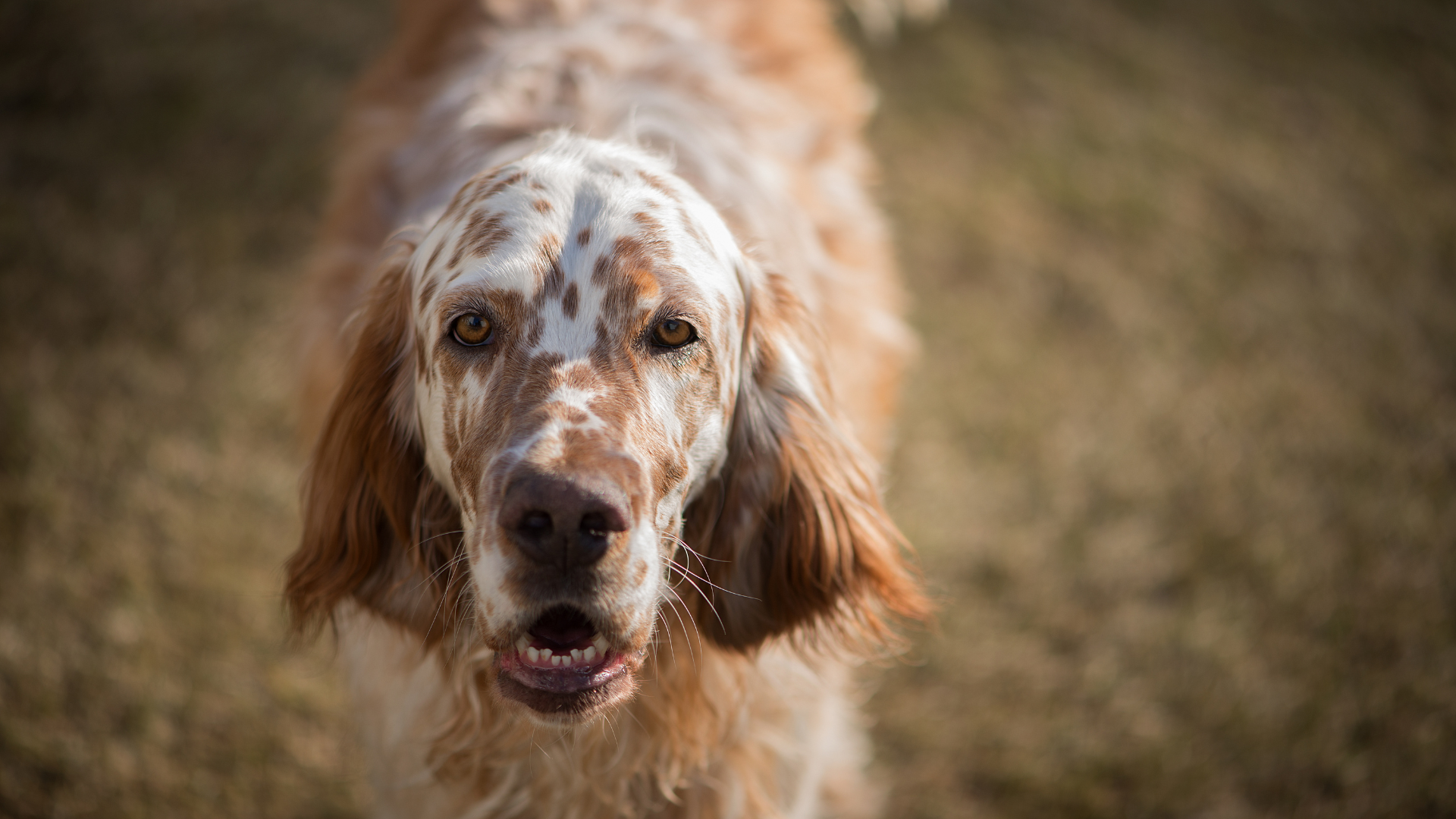 English Setter - PetHelpful