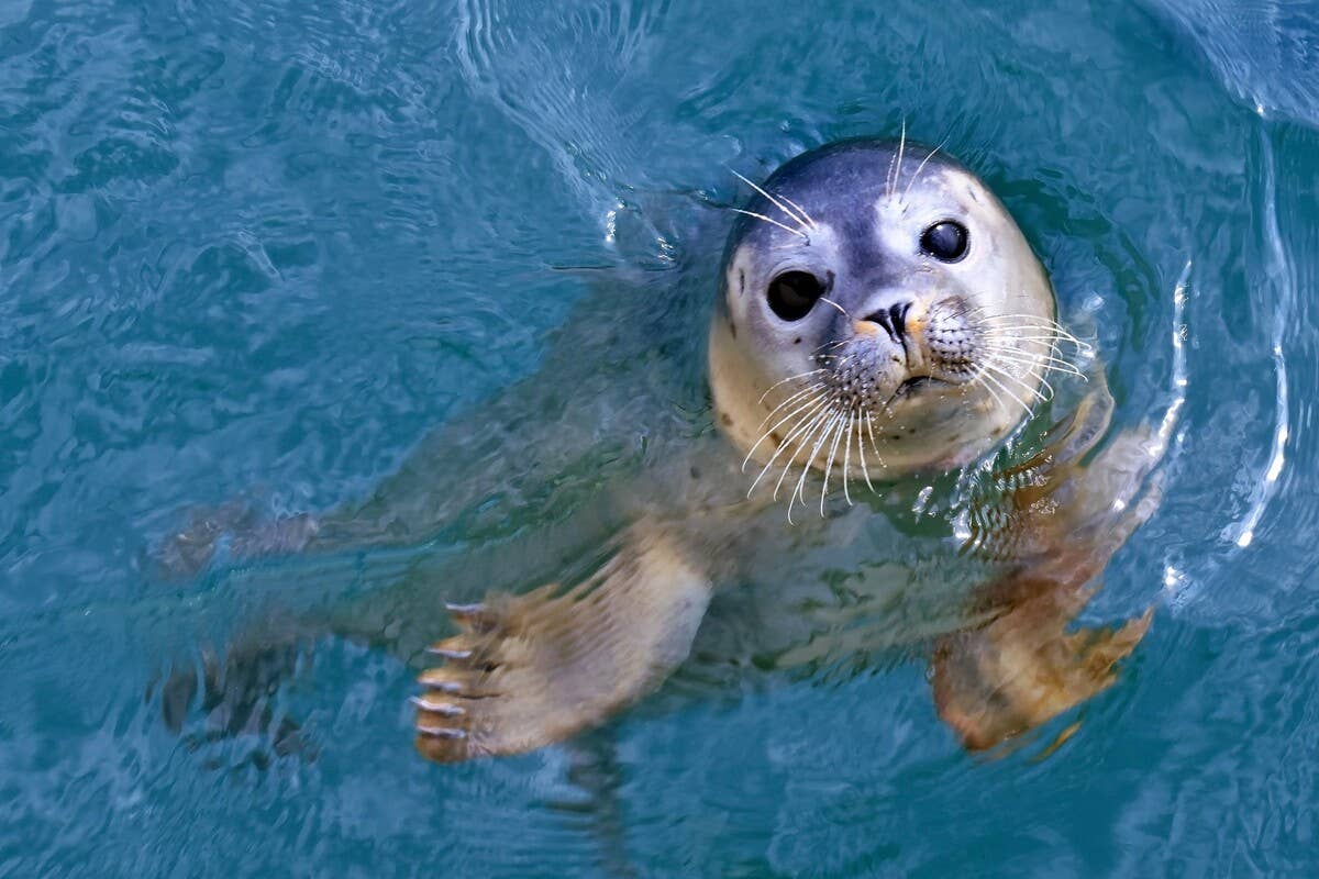 This Playful Seal’s Joyous Leg Scratches Are Adorable Beyond Words