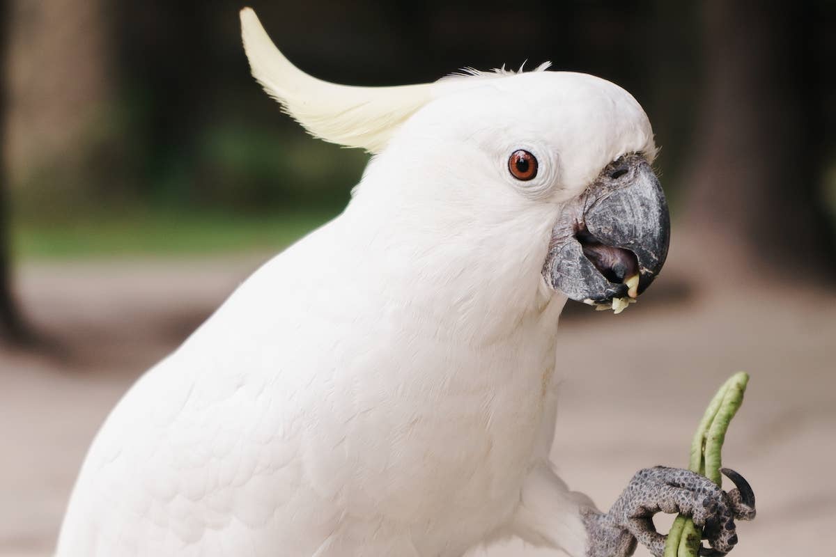 Cockatoo Sweetly Sharing Snack with Tiny Parrot Friend Has Everyone ...