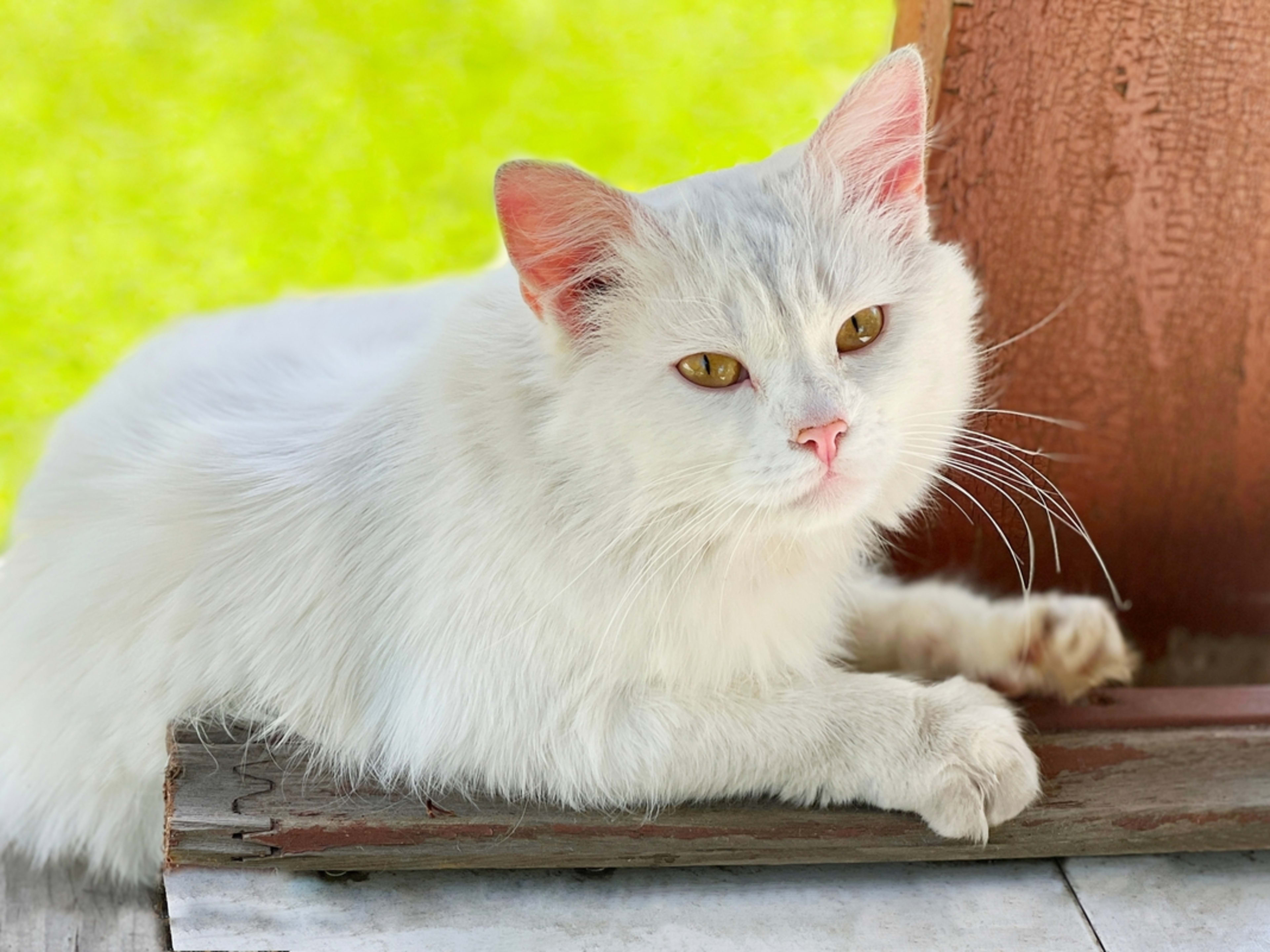 Lonely Cat Finds Forever Home After Nursing Home Shuts Down and Brings ...