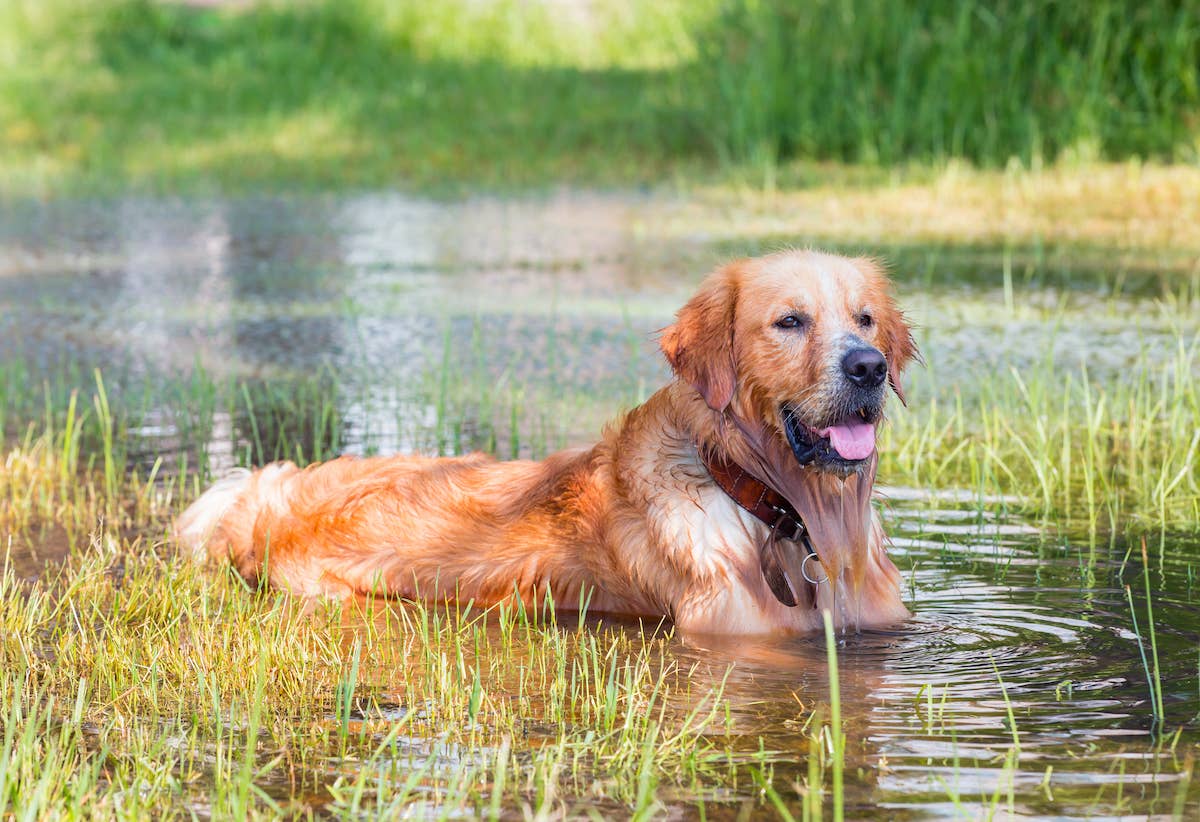 Golden Retriever Swimming and Playing with Friendly River Otter Is a ...