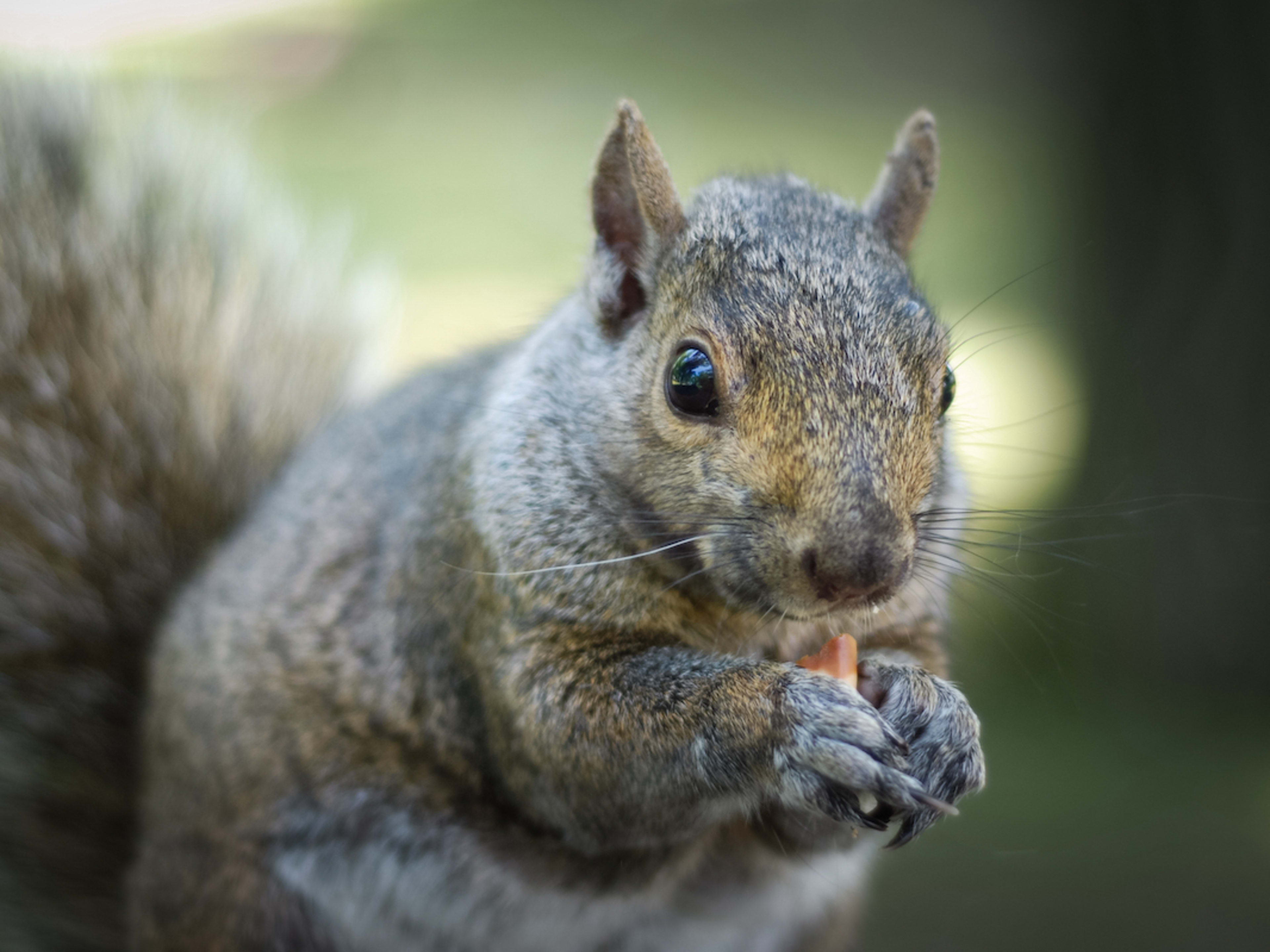 Woman Leaves Squirrel Little Treats on Her Patio and He Ends Up ...